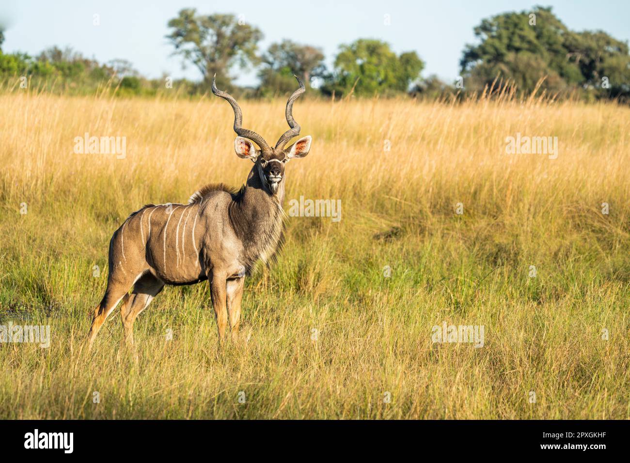 Greater kudu (Tragelaphus strepsiceros), closeup portrait of an adult ...
