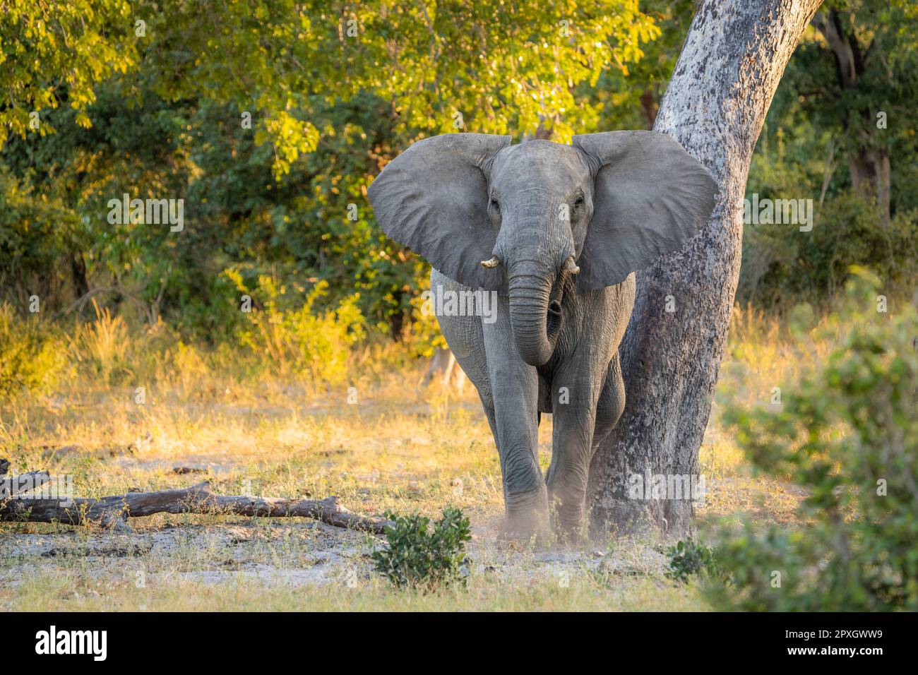 Bull elephant charging hi-res stock photography and images - Alamy