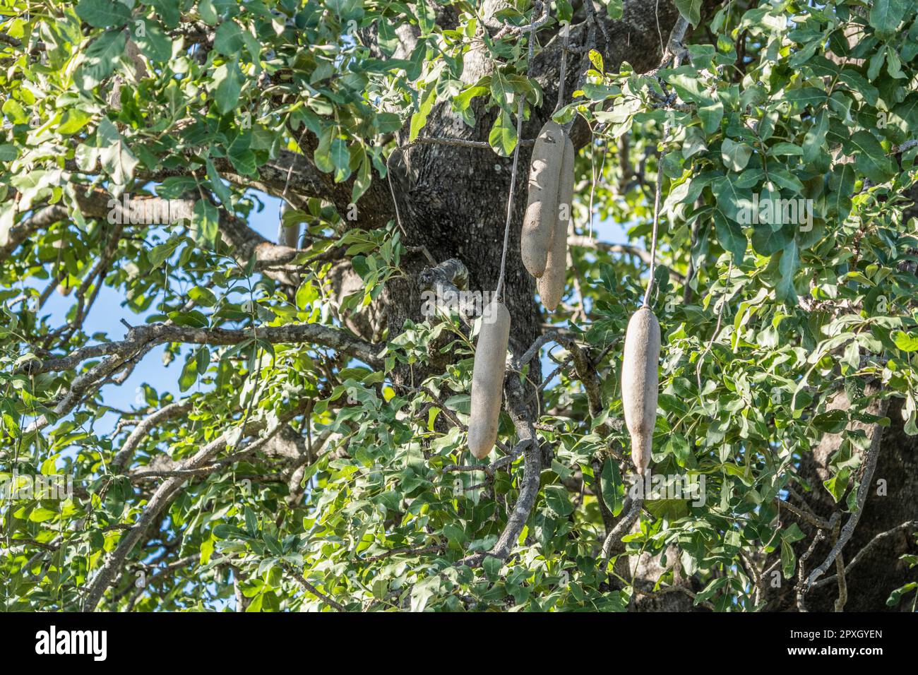 Sausage tree, (Kigelia africana), fruit hanging from the branches ...