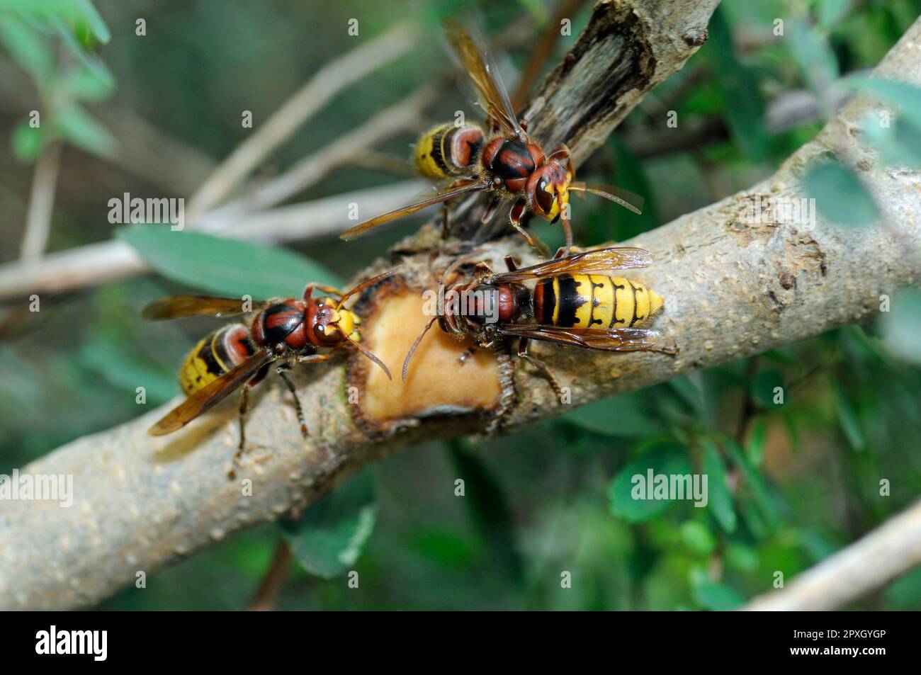 hornisse, Hornisse, wespe, Vespa crabro, Vespa, crabro, insekt ...