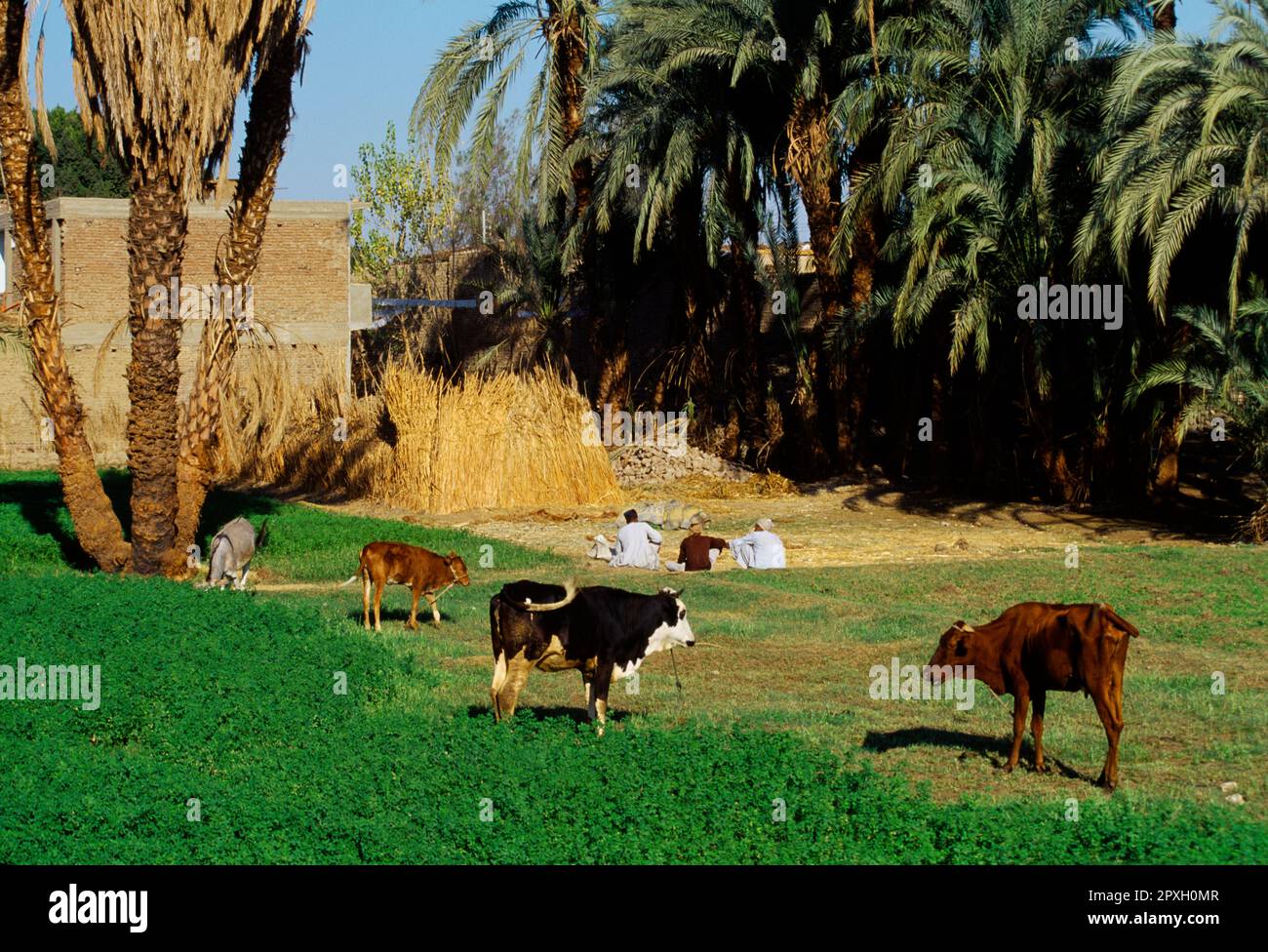 Farm cattle egypt hi-res stock photography and images - Alamy