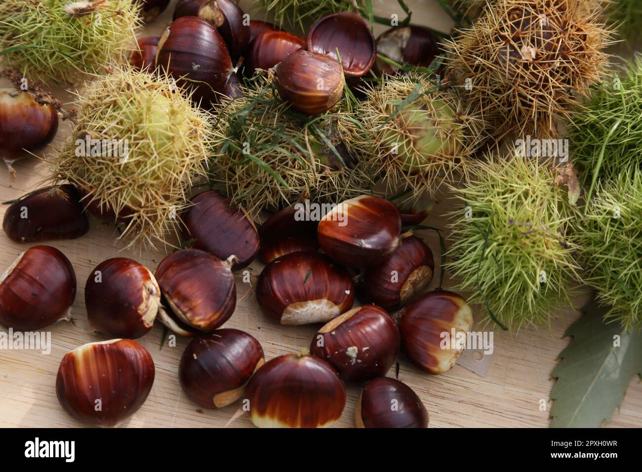 Sweet Chestnuts (Castanca Sativa Stock Photo - Alamy
