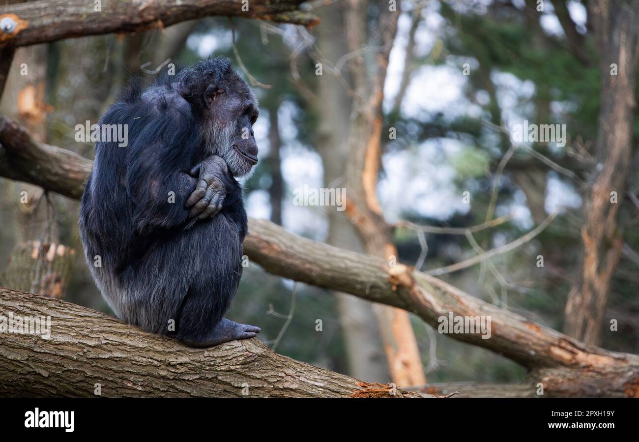 A black primate sits atop a branch of a tree while consuming food from ...