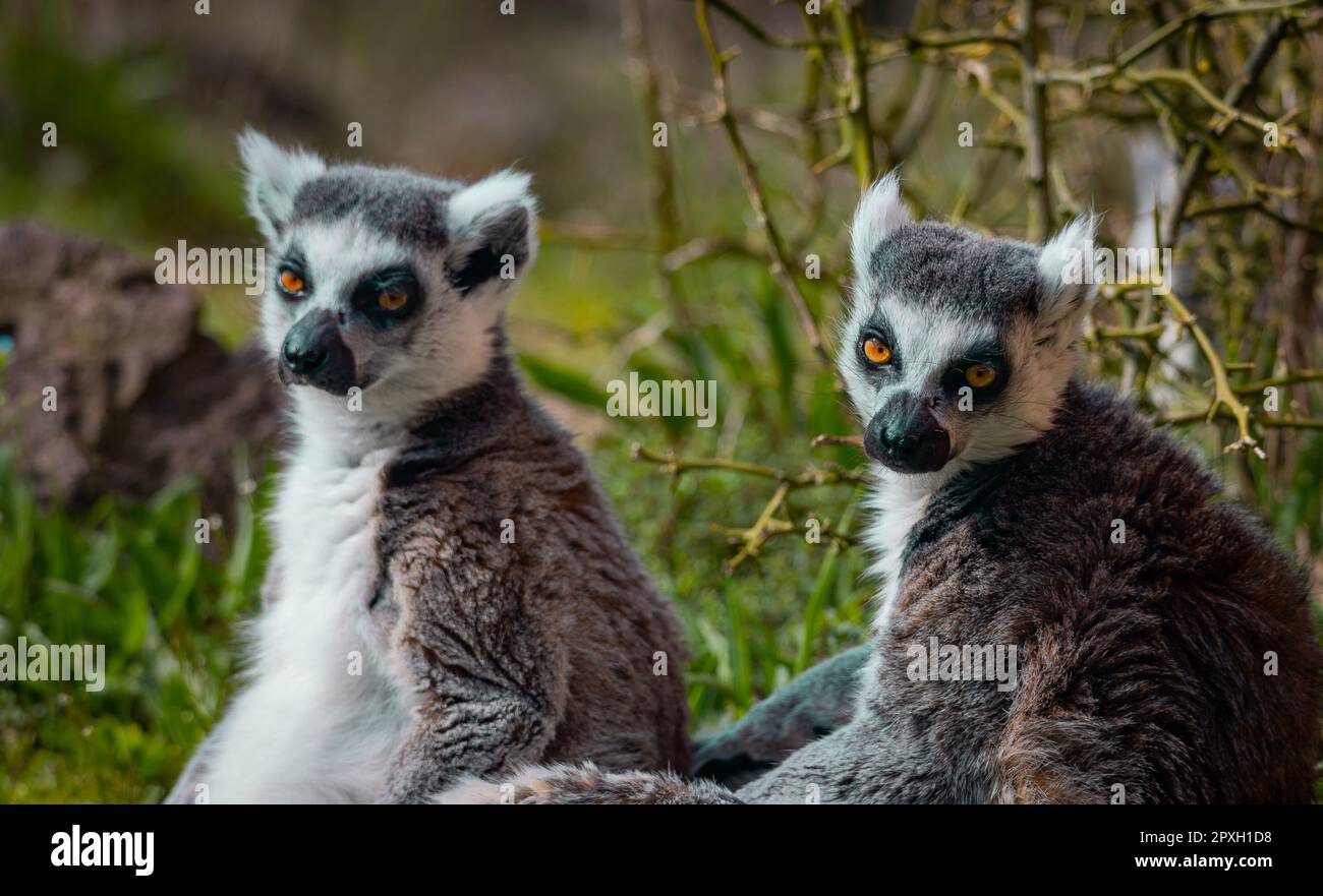 Two lemurs sitting hi-res stock photography and images - Alamy