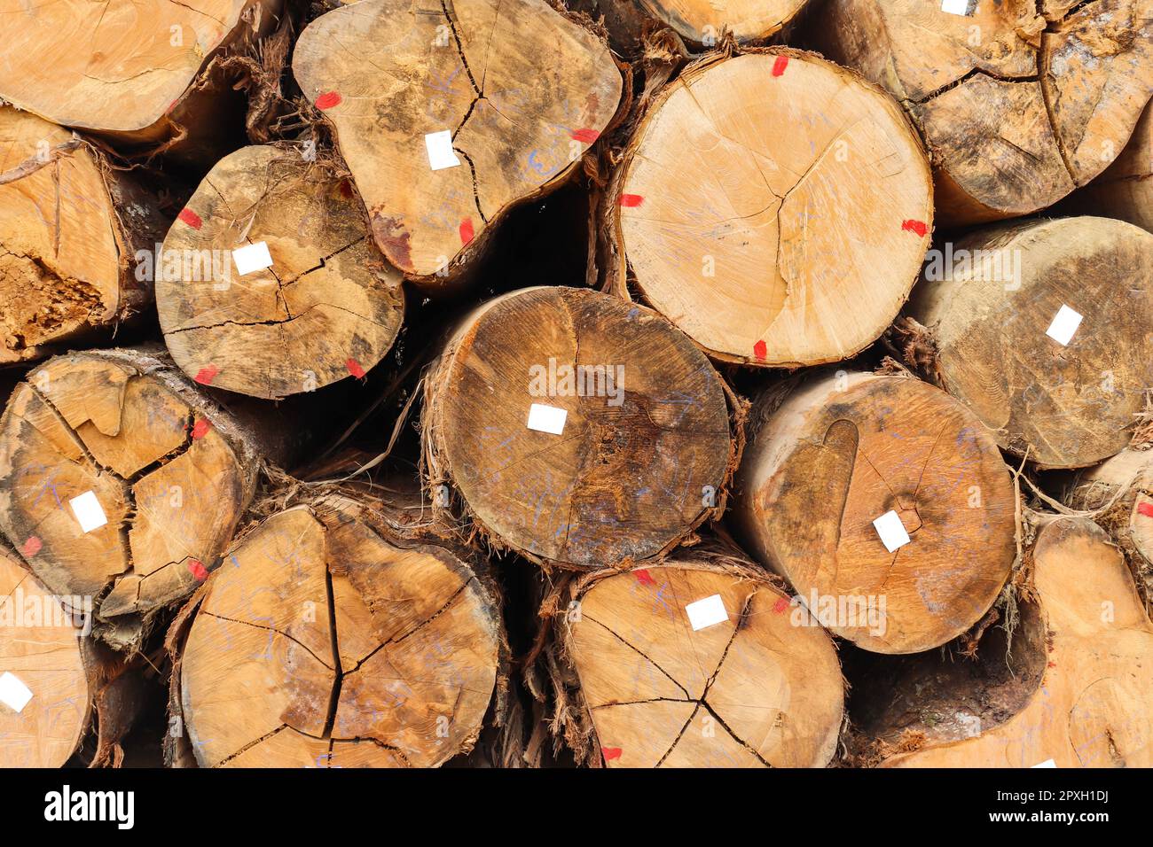 Closeup on the face of a pile of native wood logs extracted from a ...