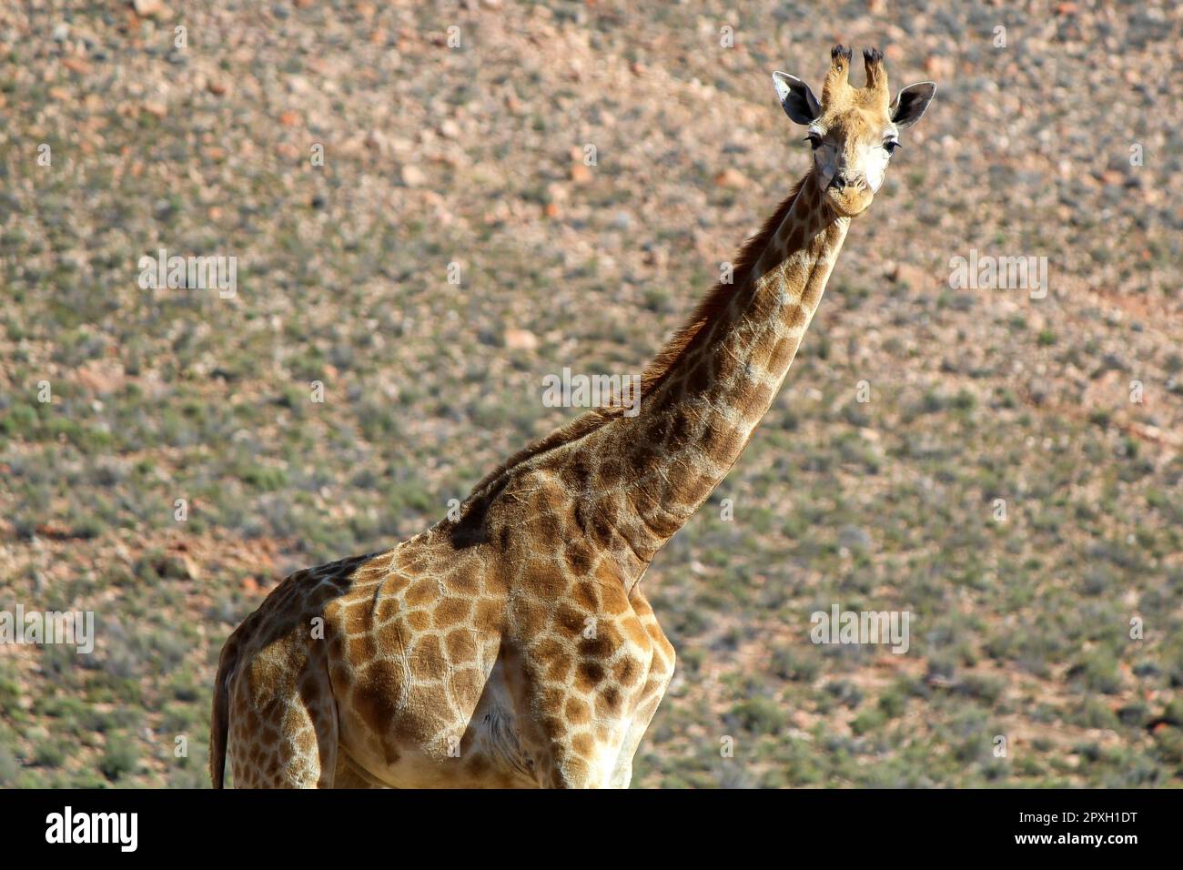 A solitary giraffe stands in a barren landscape, gazing at the camera ...