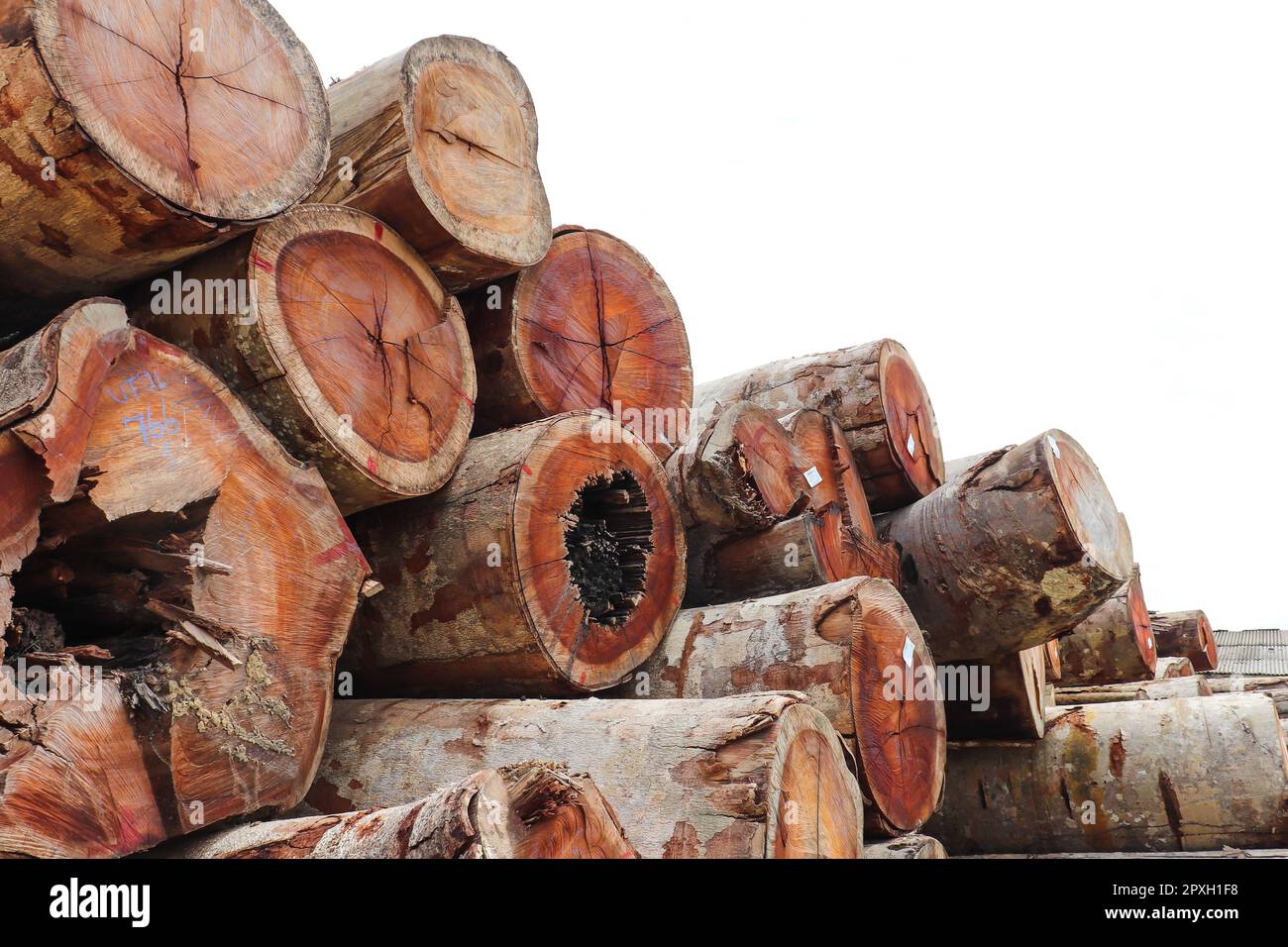 Pile of native wood logs extracted from a Brazilian Amazon rainforest ...