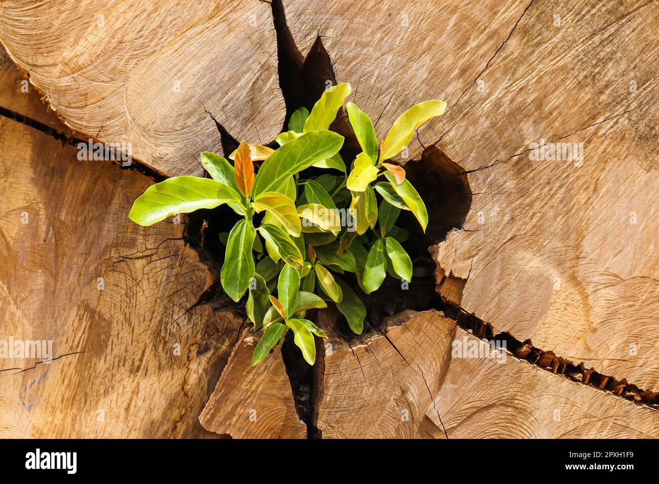 Sprout of a tree sprouting on its trunk after cutting for lumber ...