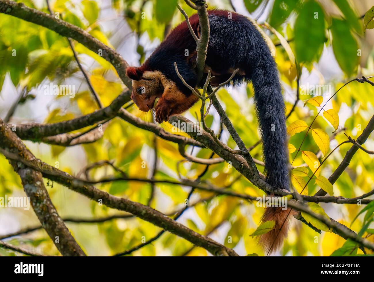 Indian giant squirrel natural habitat hi-res stock photography and ...