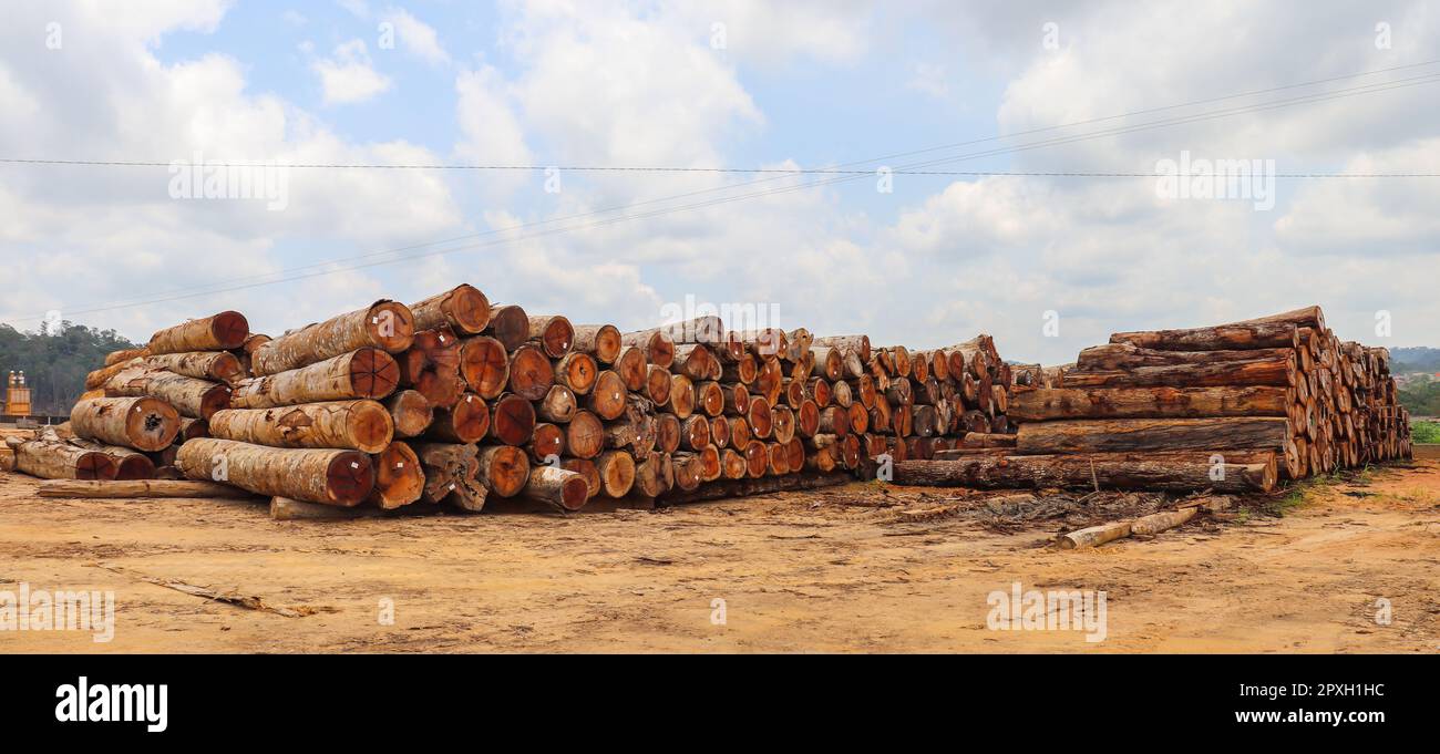 Stockyard with piles of native wood logs extracted from a brazilian ...