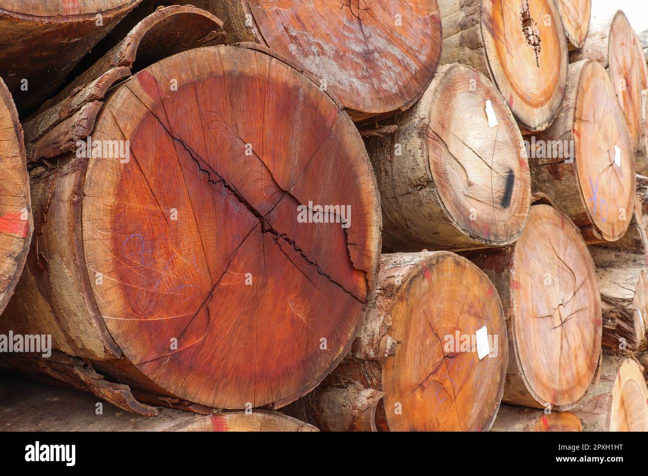 Closeup on the face of a pile of native wood logs extracted from a ...