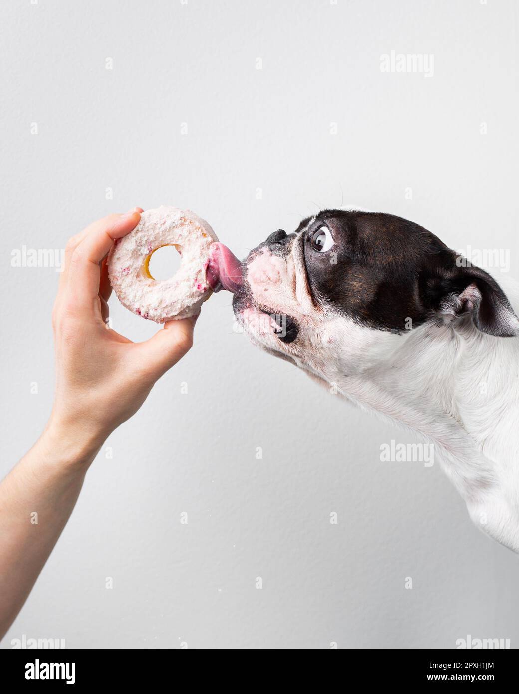 A happy, friendly dog receiving a tasty treat from an outstretched hand ...