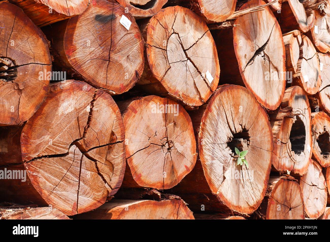 Closeup on the face of a pile of native wood logs extracted from a ...