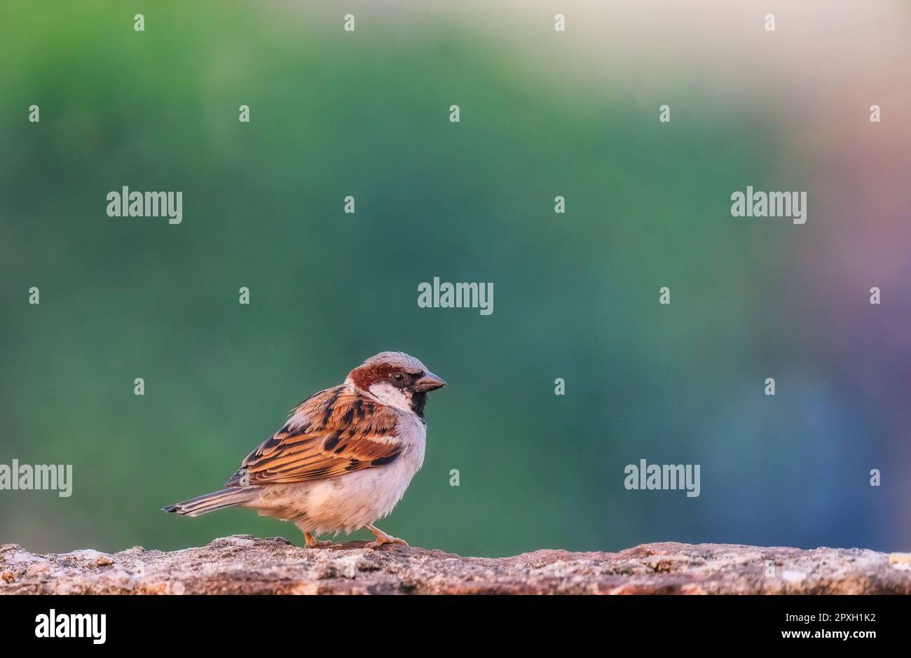 A Eurasian tree sparrow perched atop a thin, wooden branch, with its ...