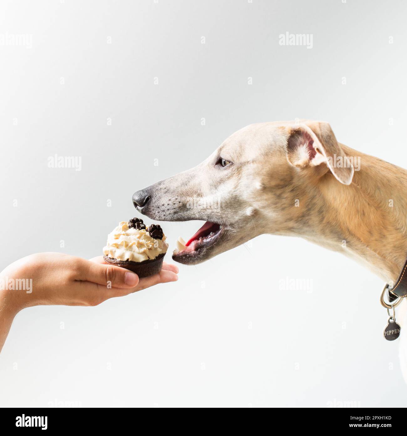 A happy, friendly dog receiving a tasty treat from an outstretched hand ...