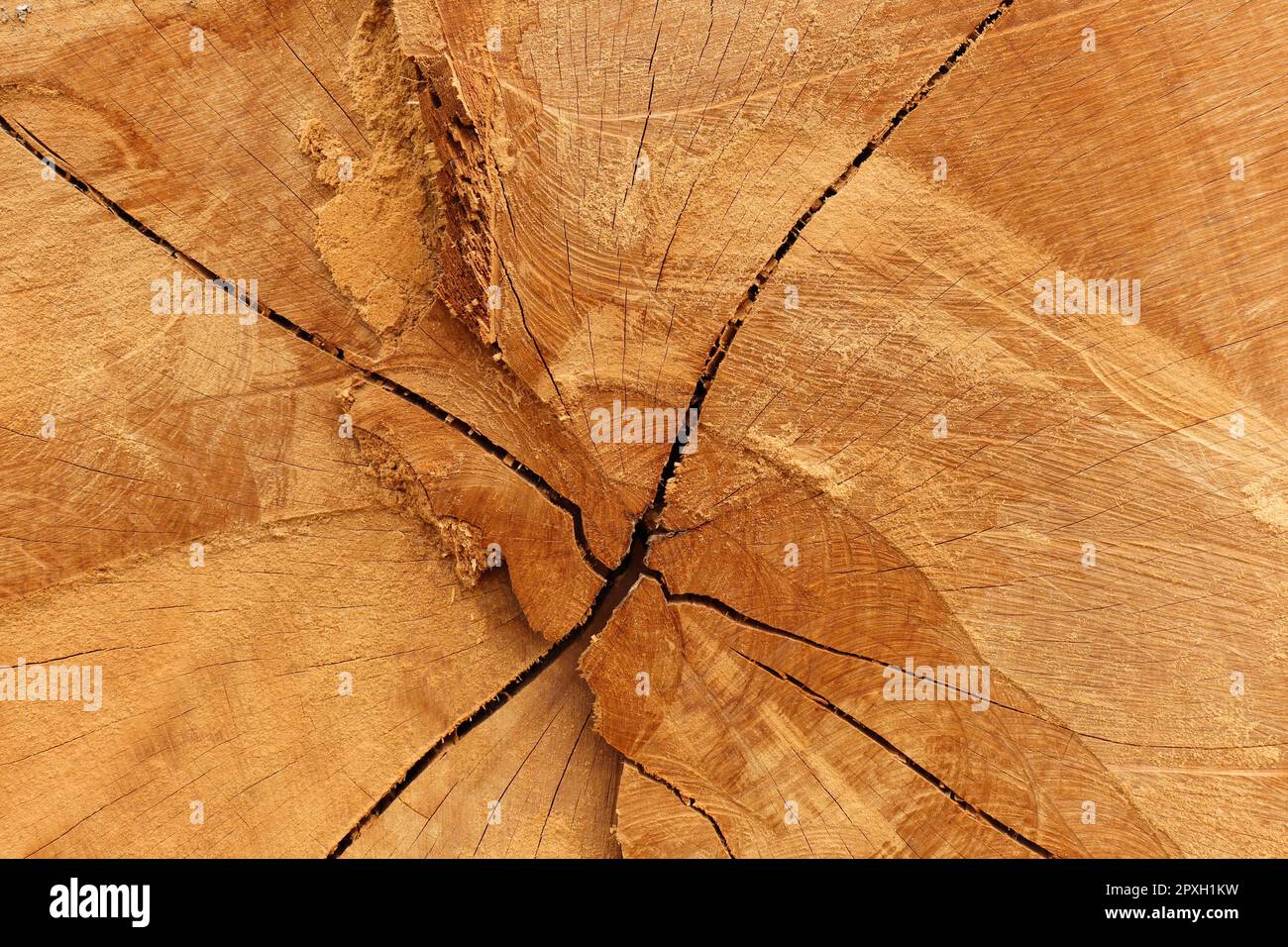 Timber plank being cut circular hi-res stock photography and images - Alamy