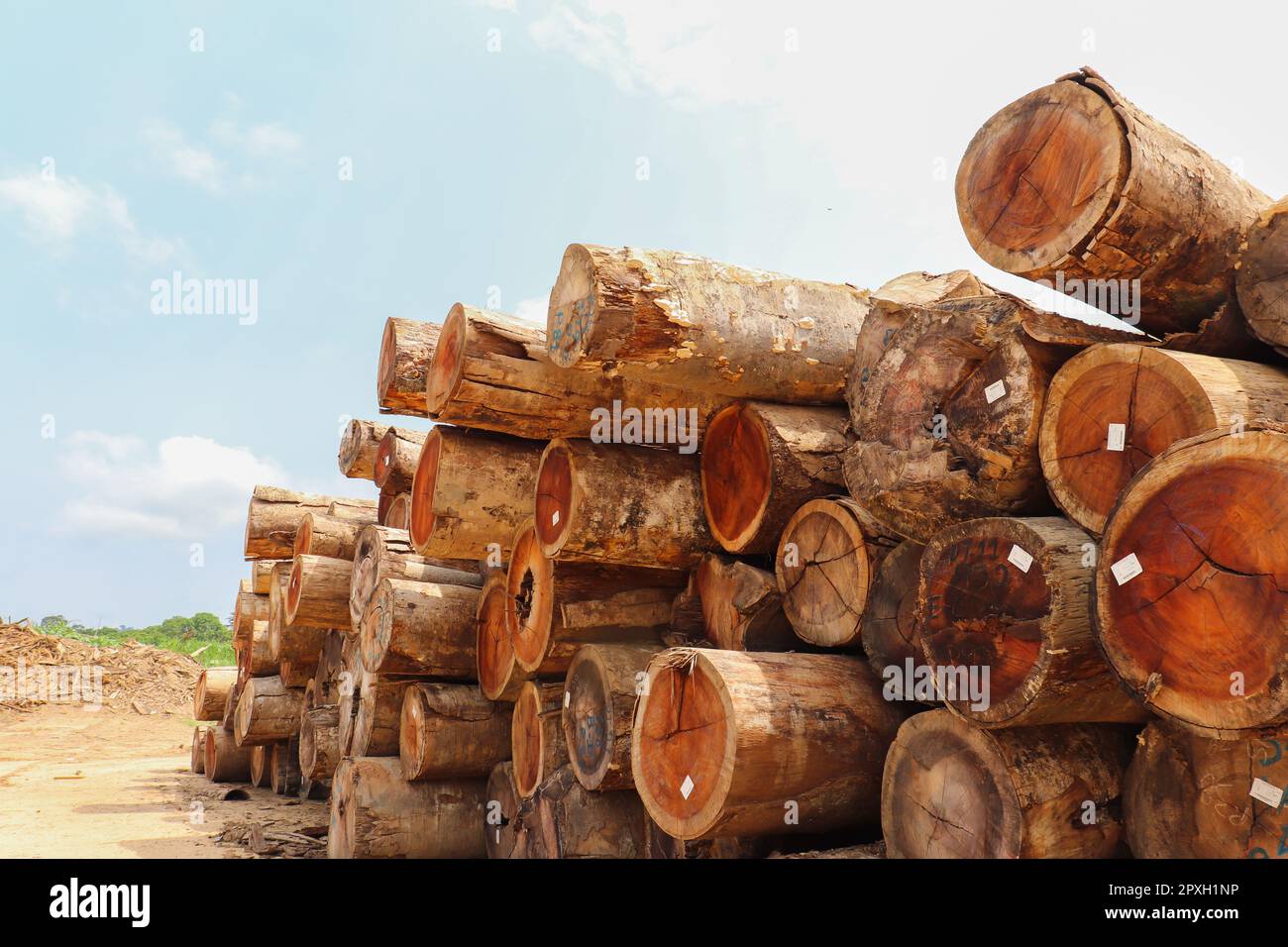 Pile of native wood logs extracted from a Brazilian Amazon rainforest ...