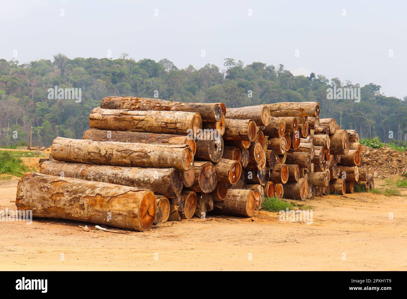 Stockyard with piles of native wood logs extracted from a brazilian ...