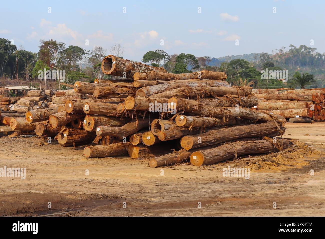 Stockyard with piles of native wood logs extracted from a brazilian ...