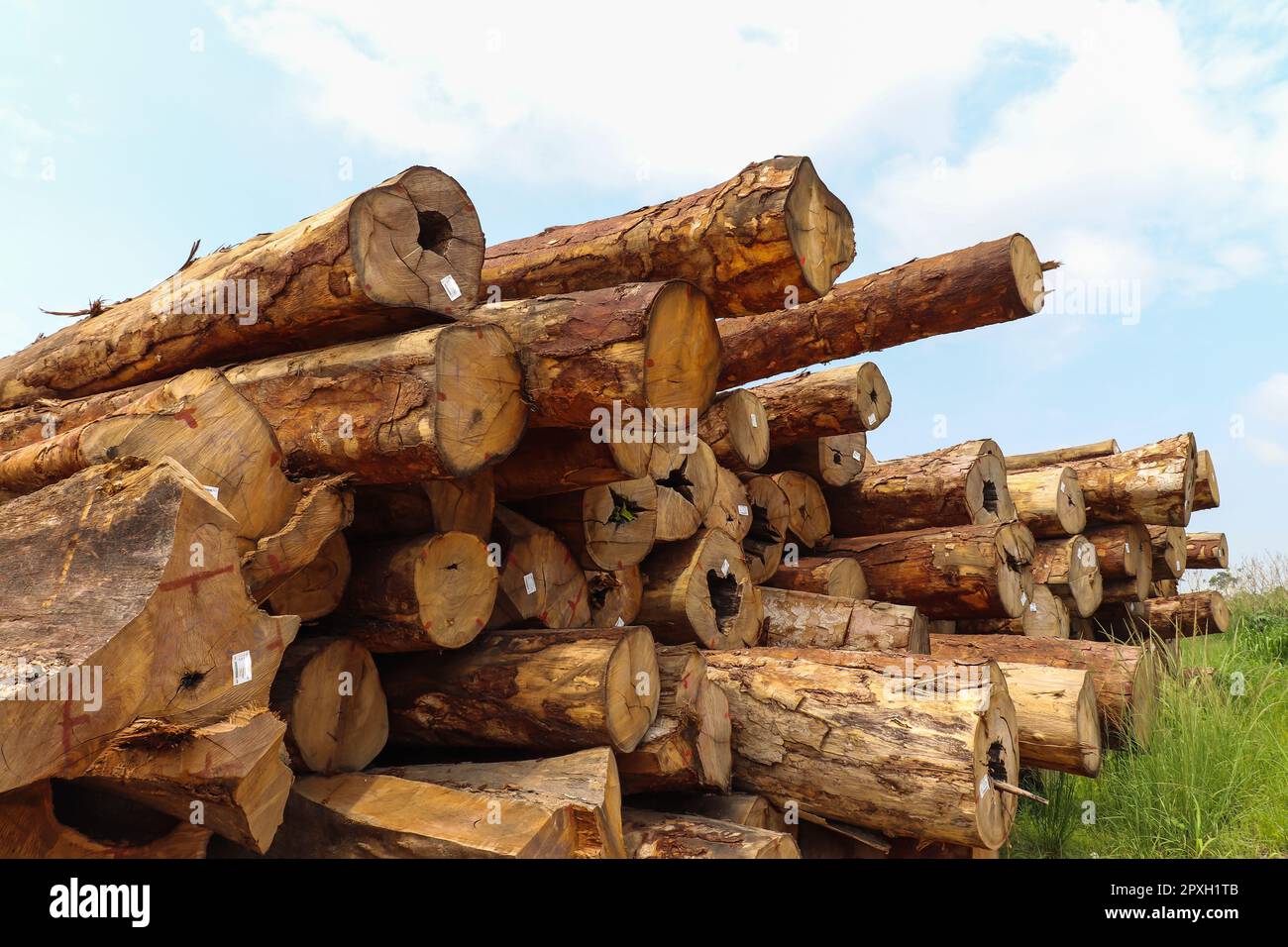 Pile of native wood logs extracted from a Brazilian Amazon rainforest ...