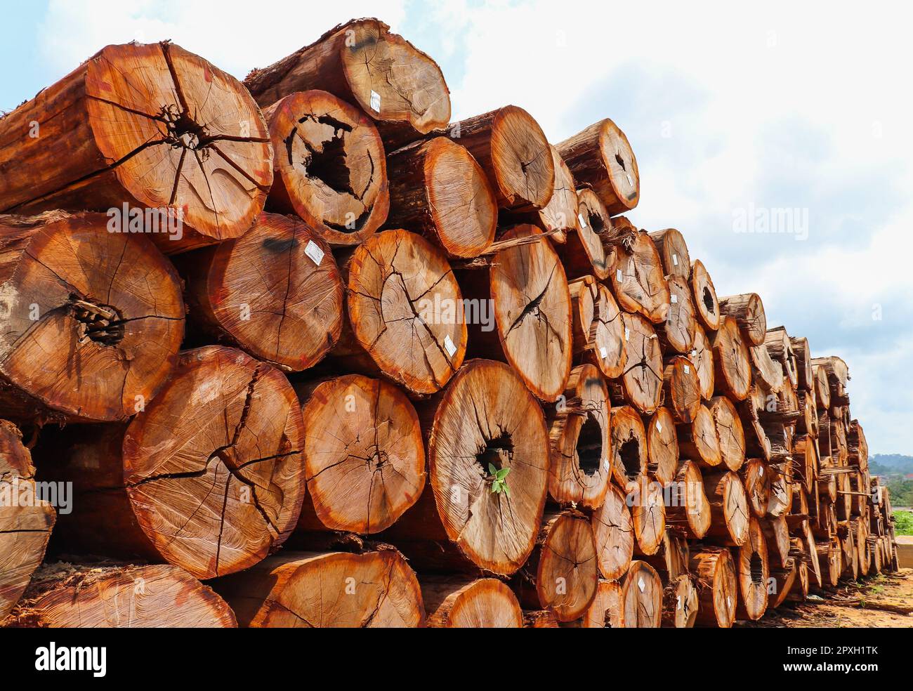 Pile of native wood logs extracted from a Brazilian Amazon rainforest ...