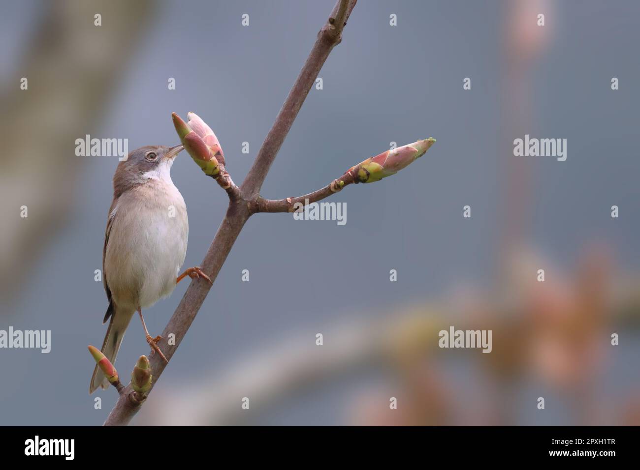 A Whitethroat bird perches atop a blooming tree branch, pecking at the ...