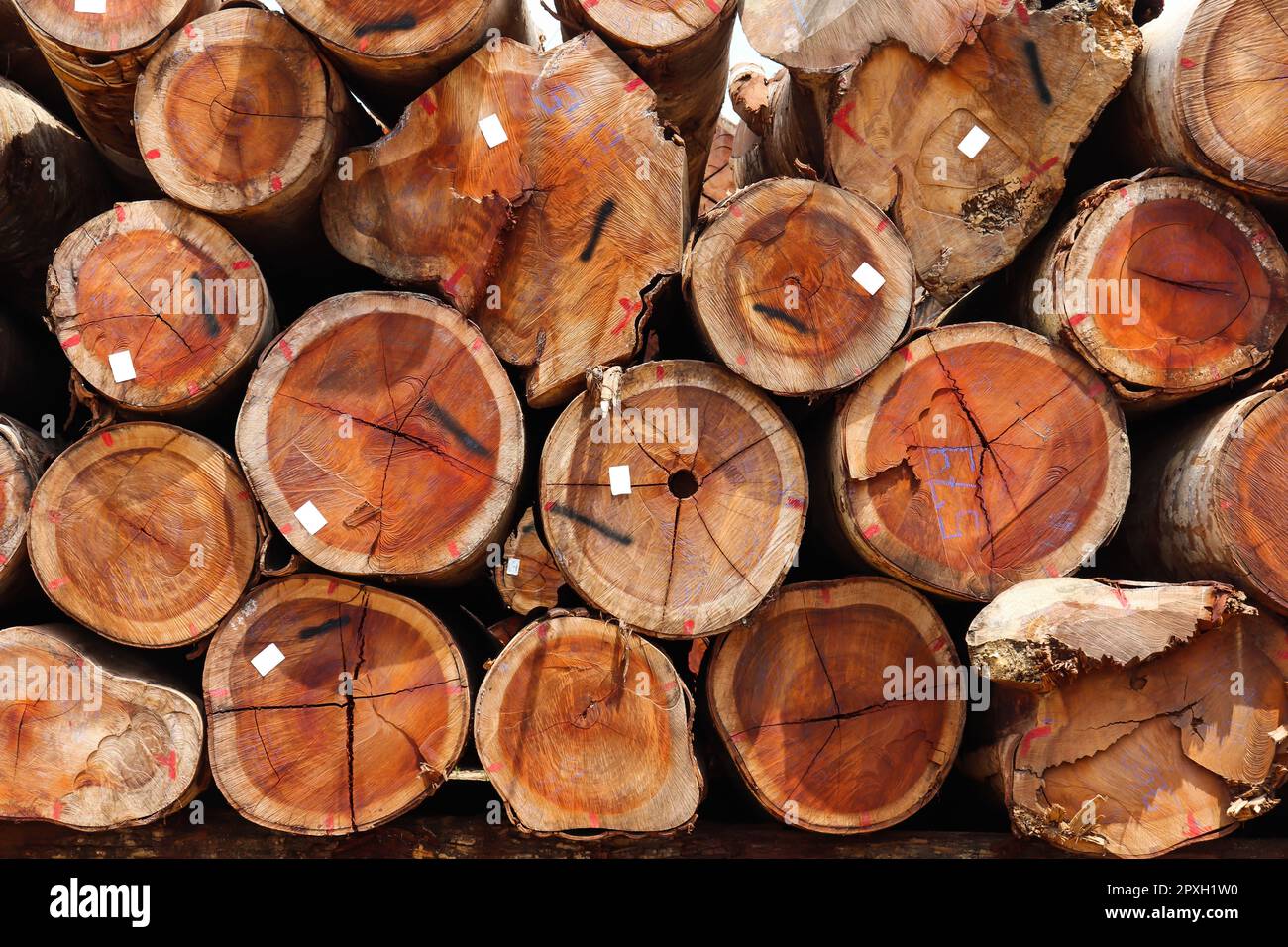 Closeup on the face of a pile of native wood logs extracted from a ...