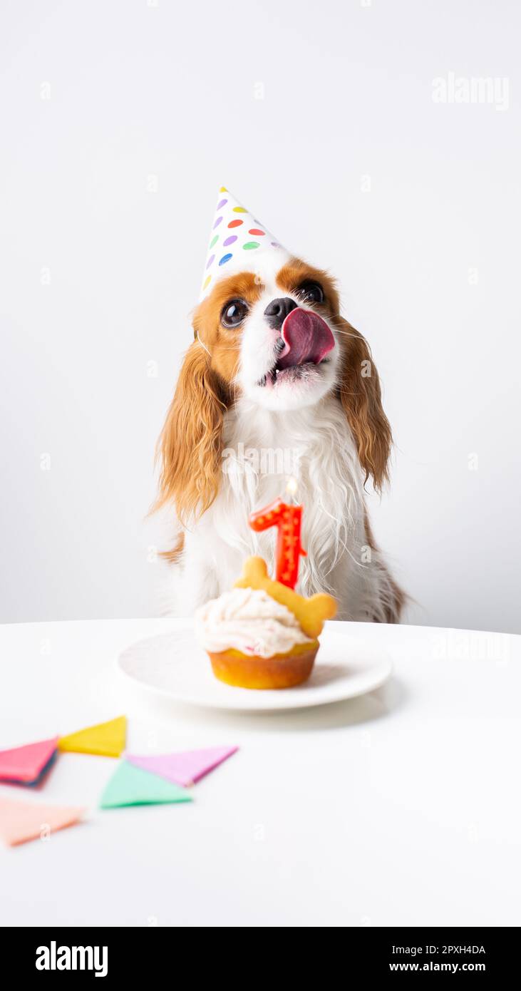 A cute domestic dog (Cavalier King Charles Spaniel) with a birthday ...
