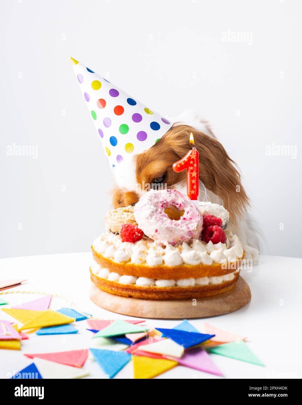 A cute domestic dog (Cavalier King Charles Spaniel) with a birthday ...