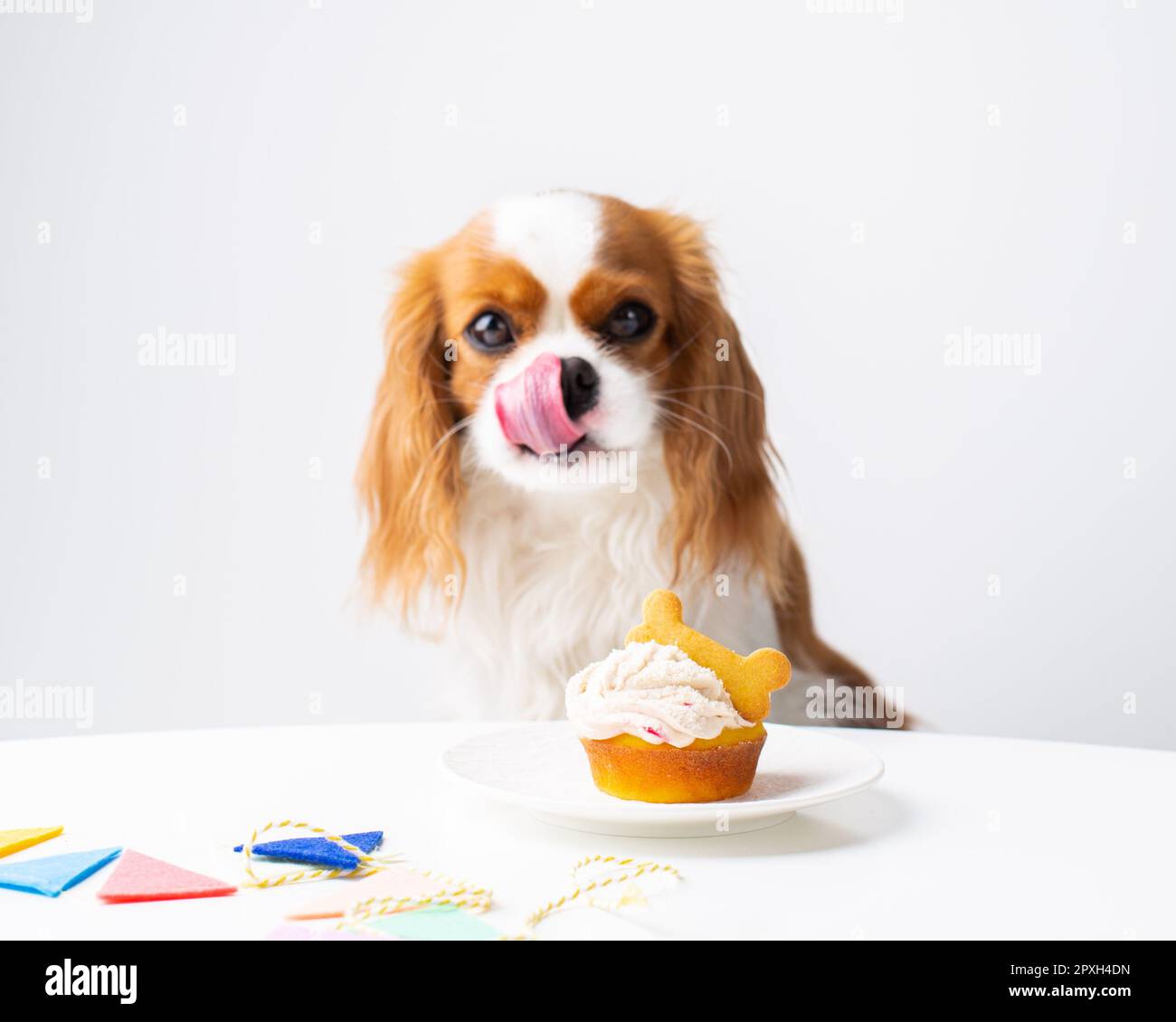 A cute domestic dog (Cavalier King Charles Spaniel) with a birthday ...