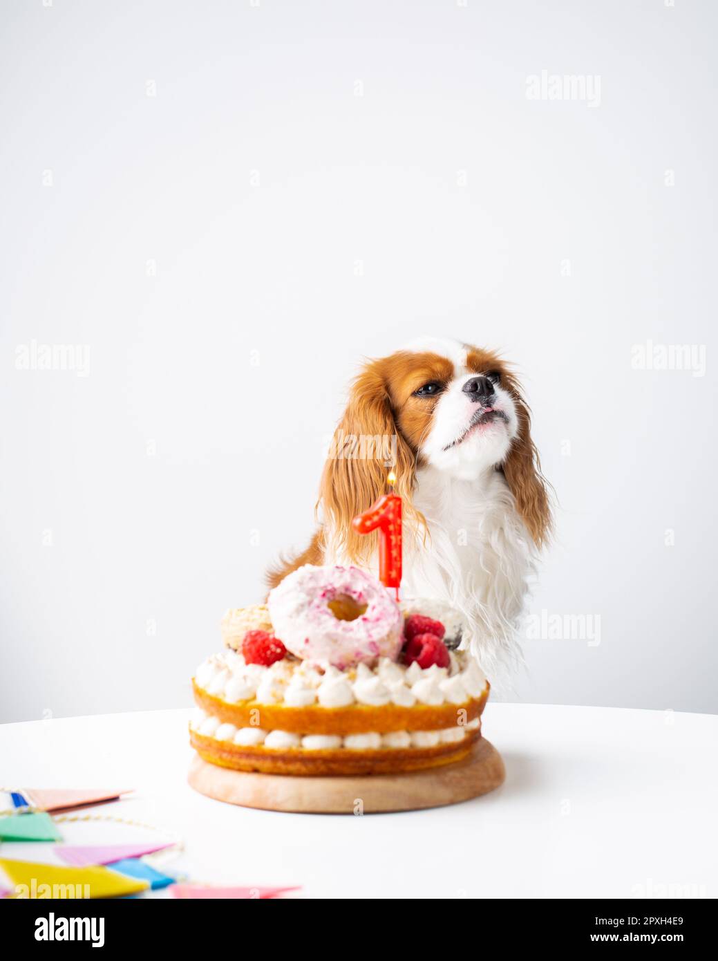 A cute domestic dog (Cavalier King Charles Spaniel) with a birthday ...