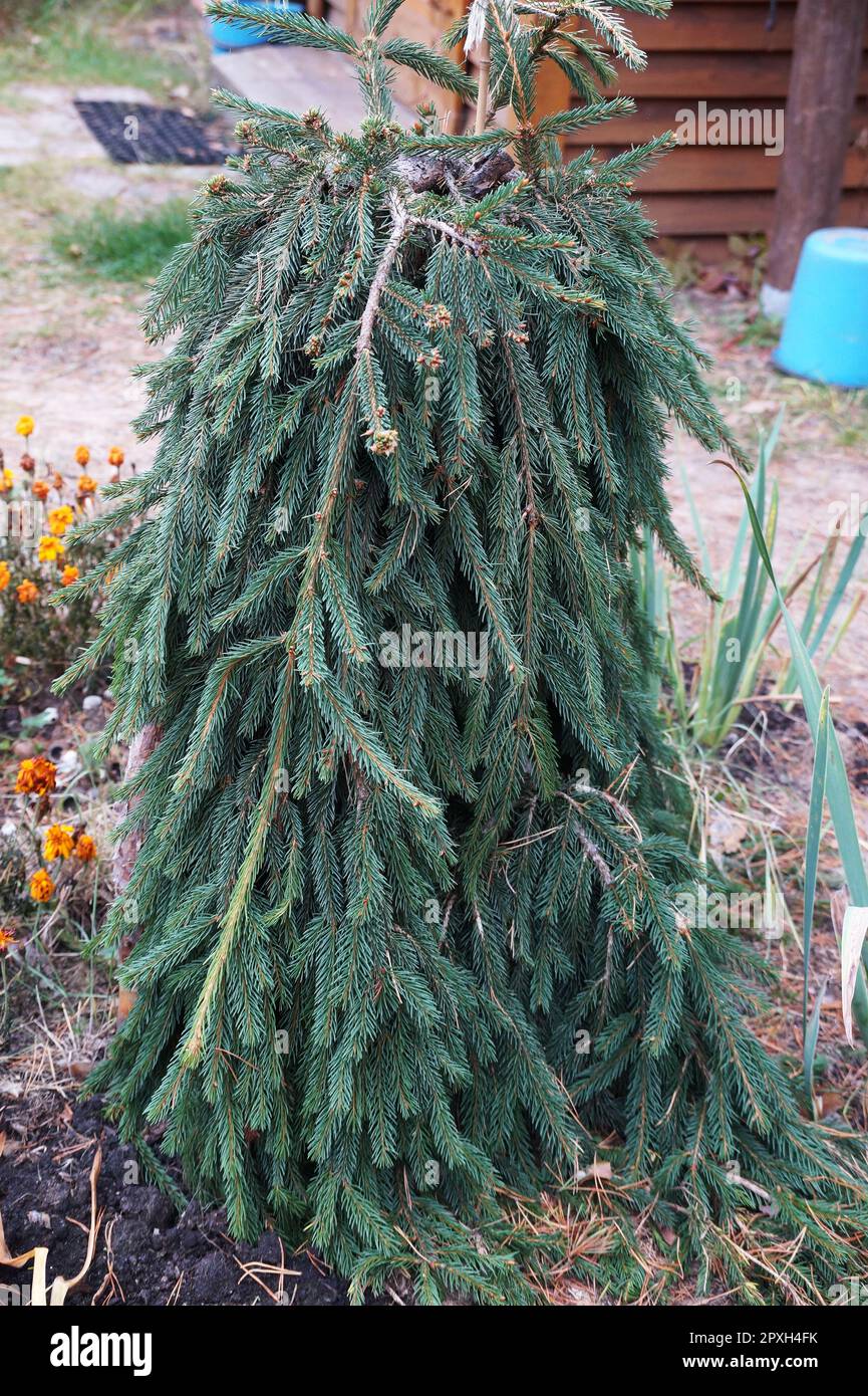 Weeping fir hi-res stock photography and images - Alamy