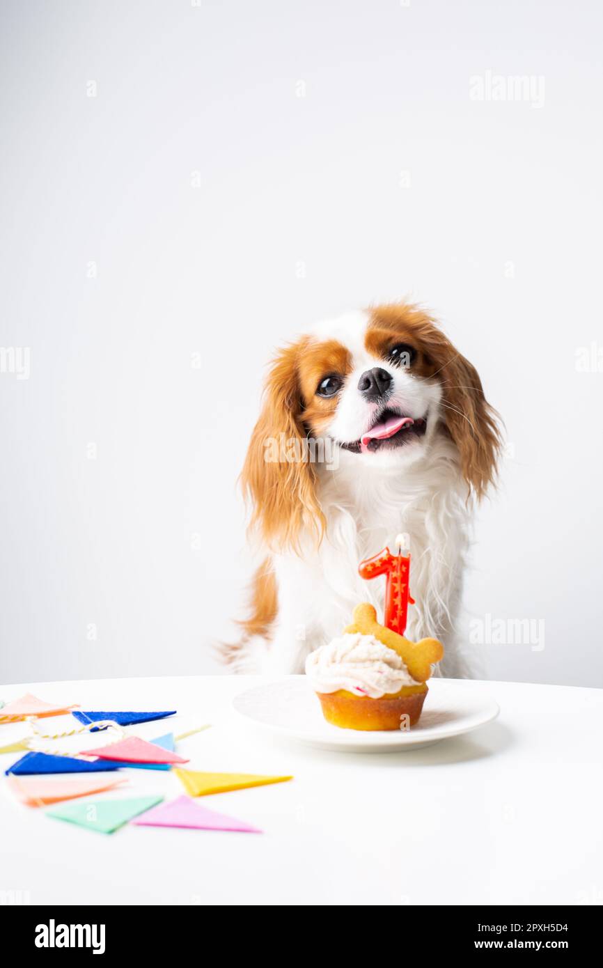 A cute domestic dog (Cavalier King Charles Spaniel) with a birthday ...