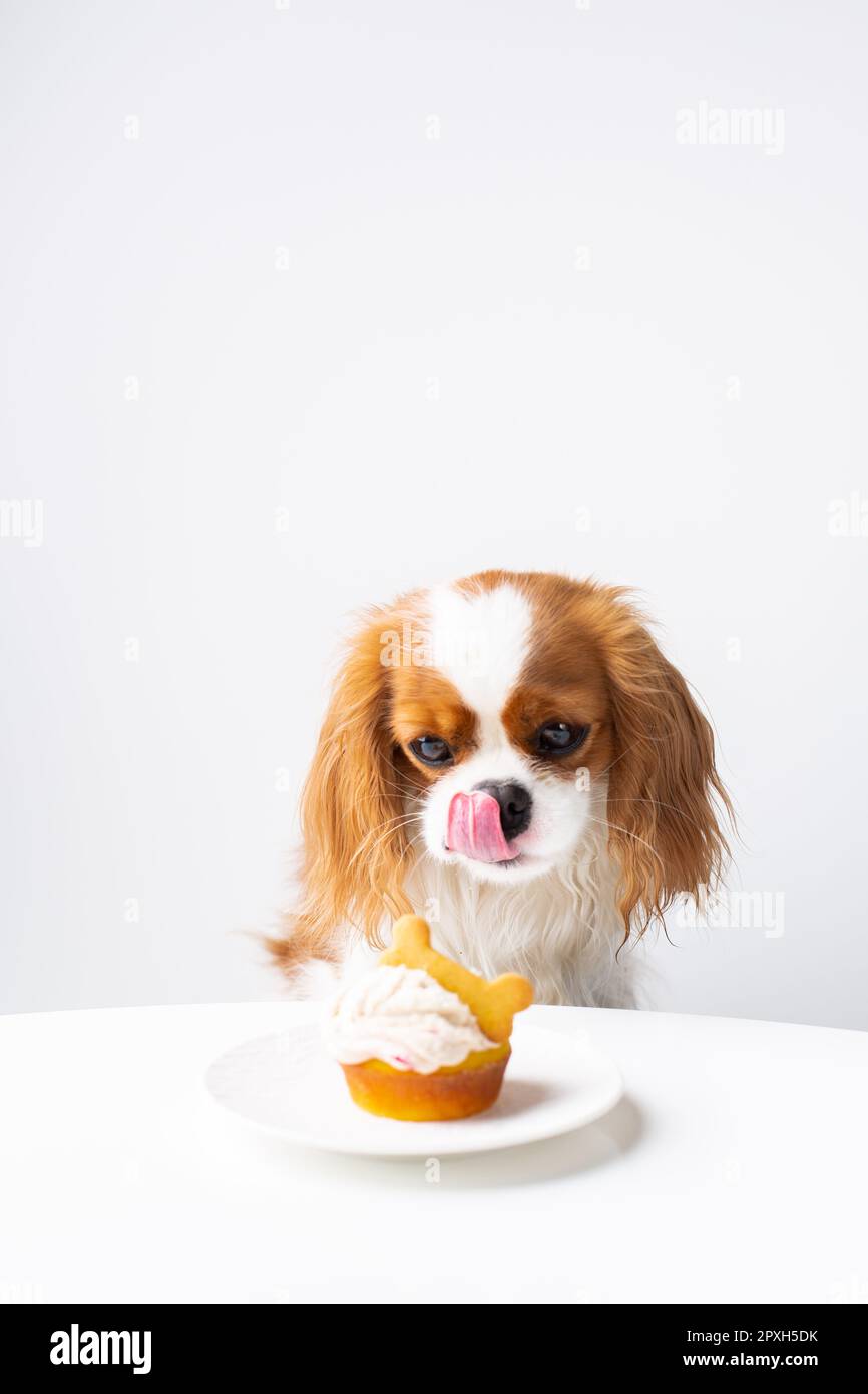 A cute domestic dog (Cavalier King Charles Spaniel) with a birthday ...