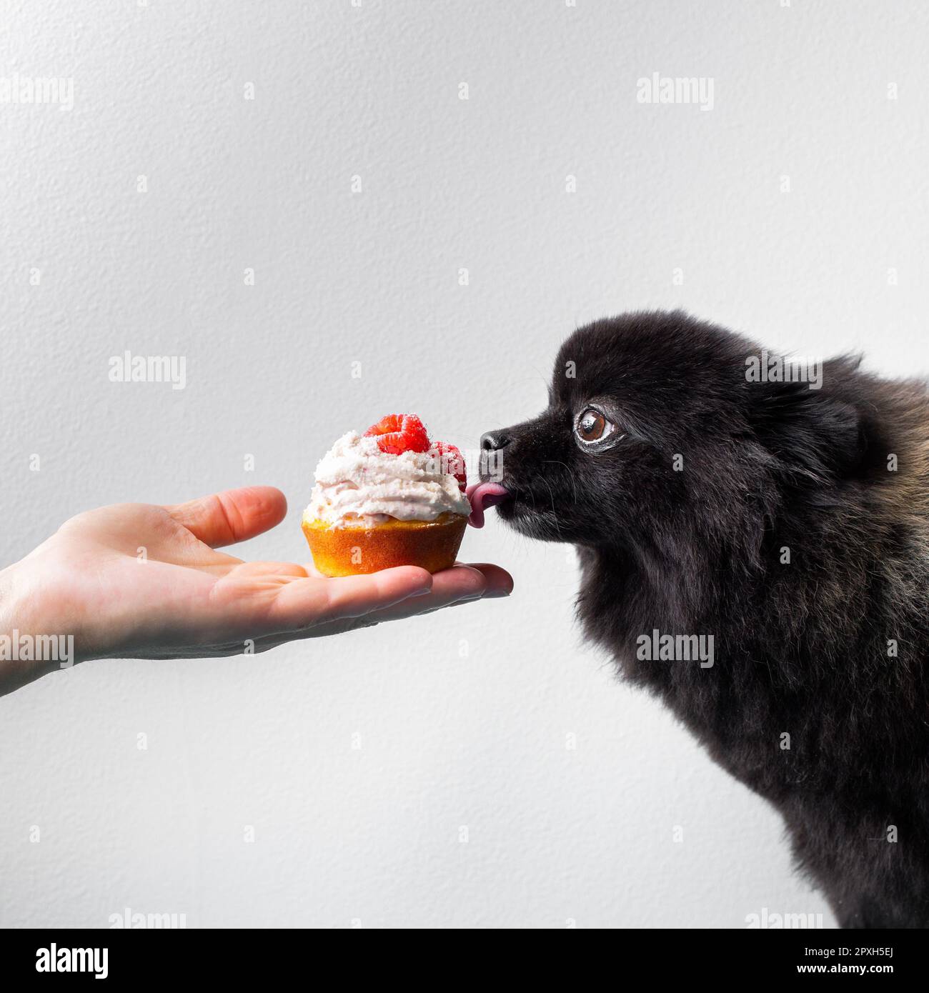 A happy, friendly dog receiving a tasty treat from an outstretched hand ...