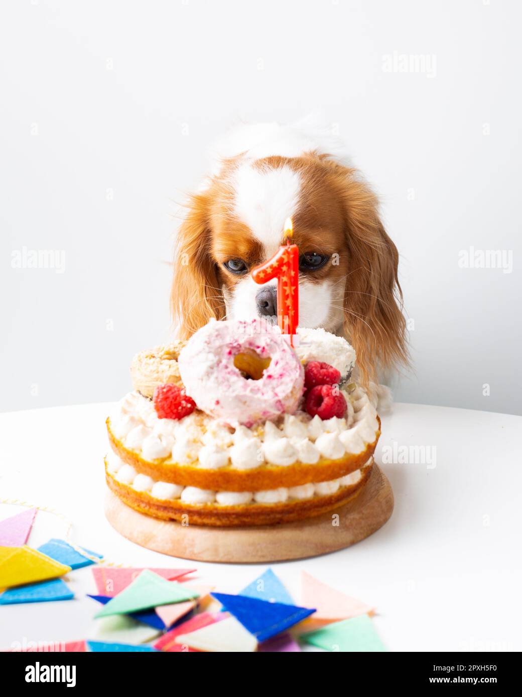 A cute domestic dog (Cavalier King Charles Spaniel) with a birthday ...