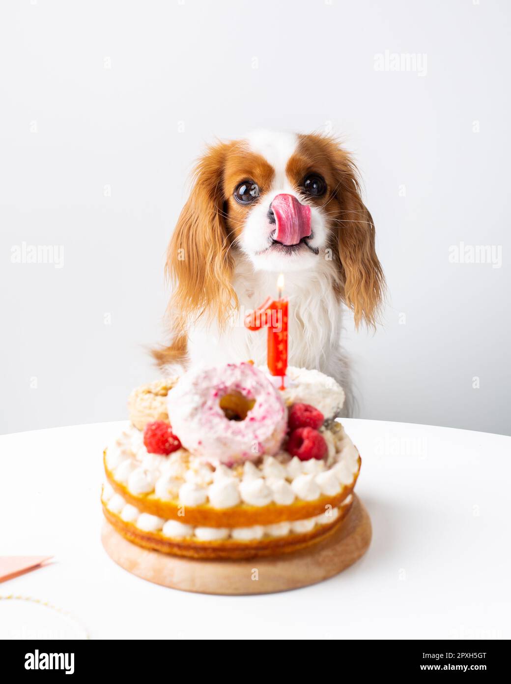 A cute domestic dog (Cavalier King Charles Spaniel) with a birthday ...