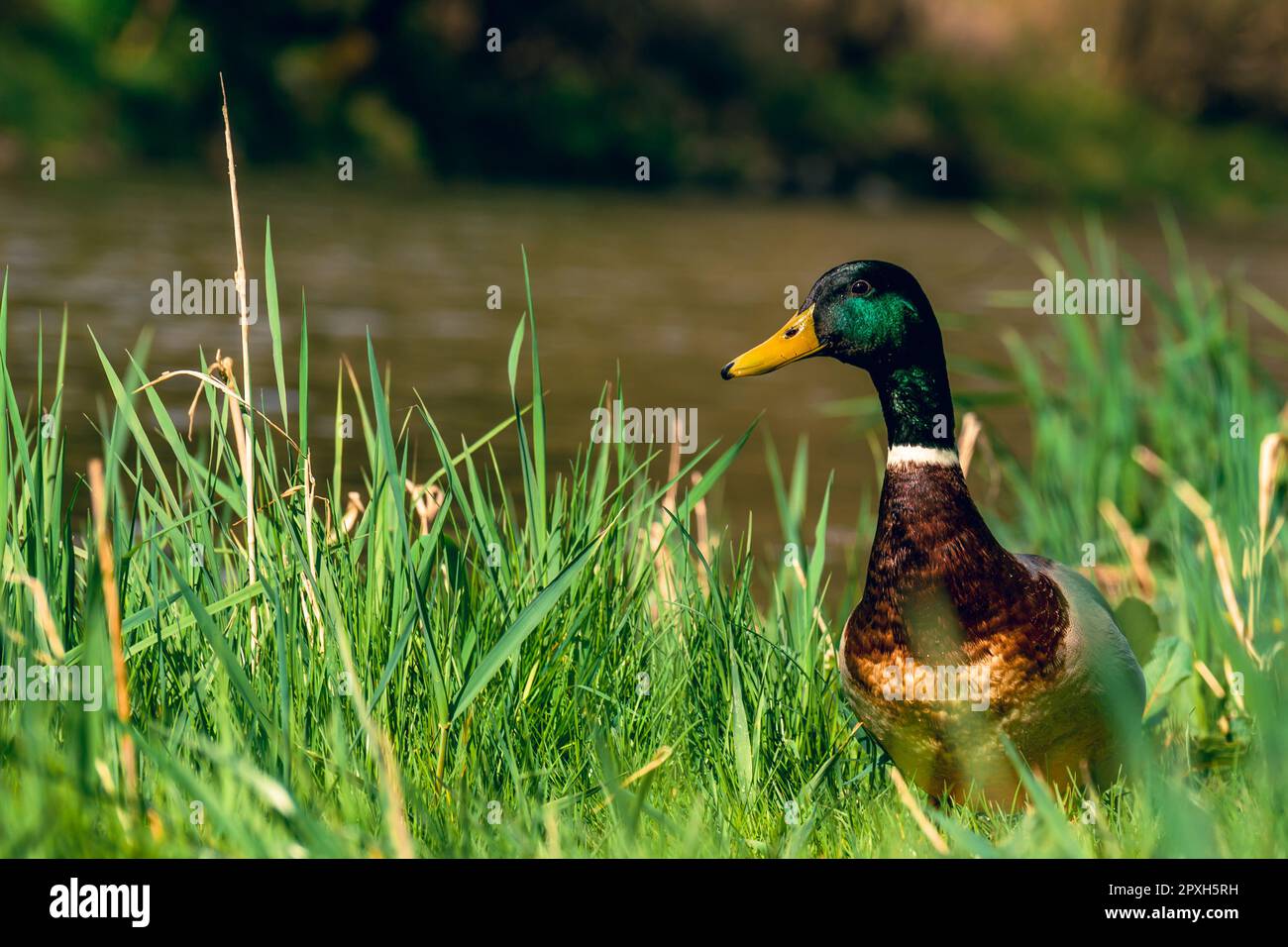 Spring duck hi-res stock photography and images - Alamy
