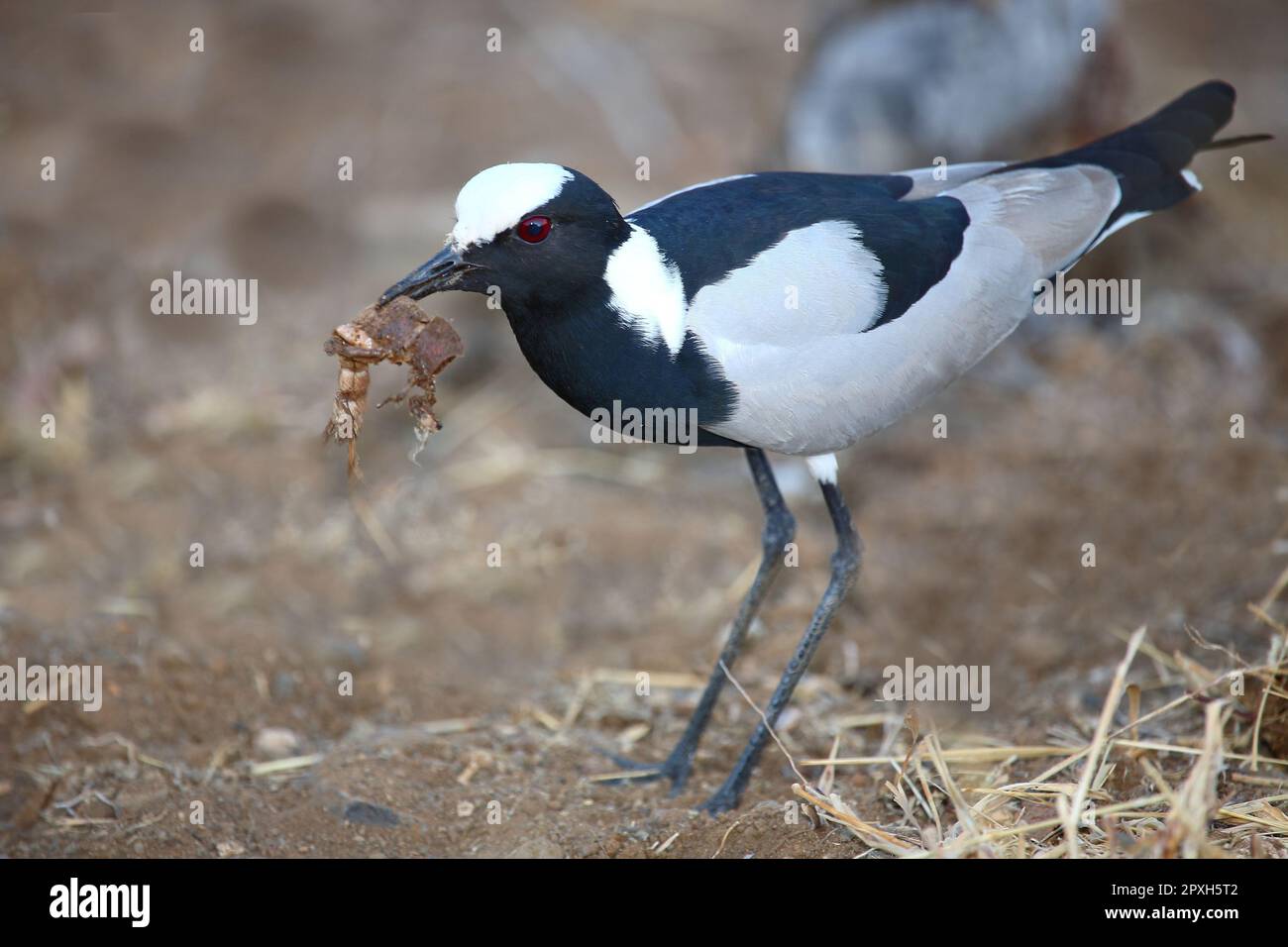 Waffenkiebitz / Blacksmith lapwing or Blacksmith plover / Vanellus ...