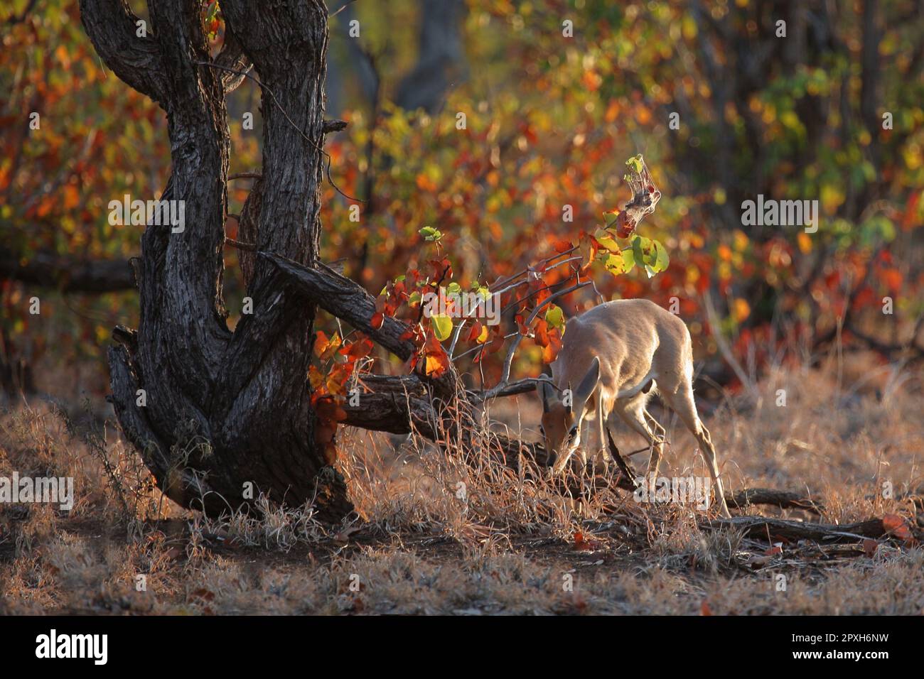 Afrikanische steenboks hi-res stock photography and images - Alamy