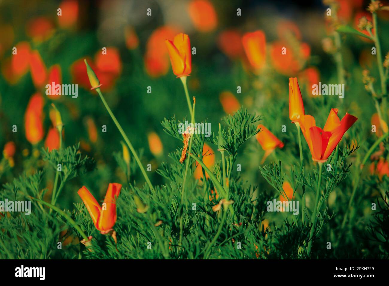 California poppy closeup wild flowers hi-res stock photography and ...