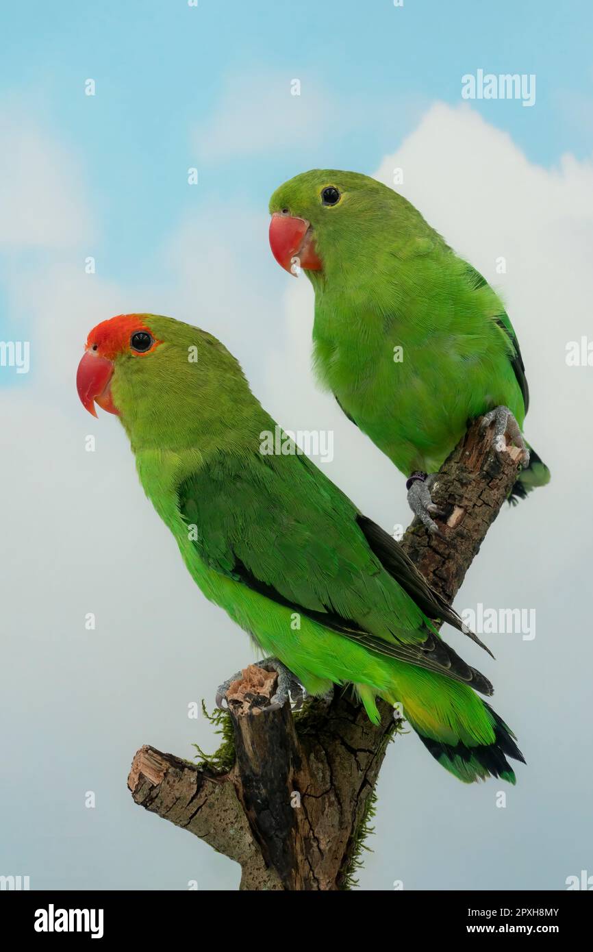 Abyssinian lovebird agapornis taranta hi-res stock photography and ...