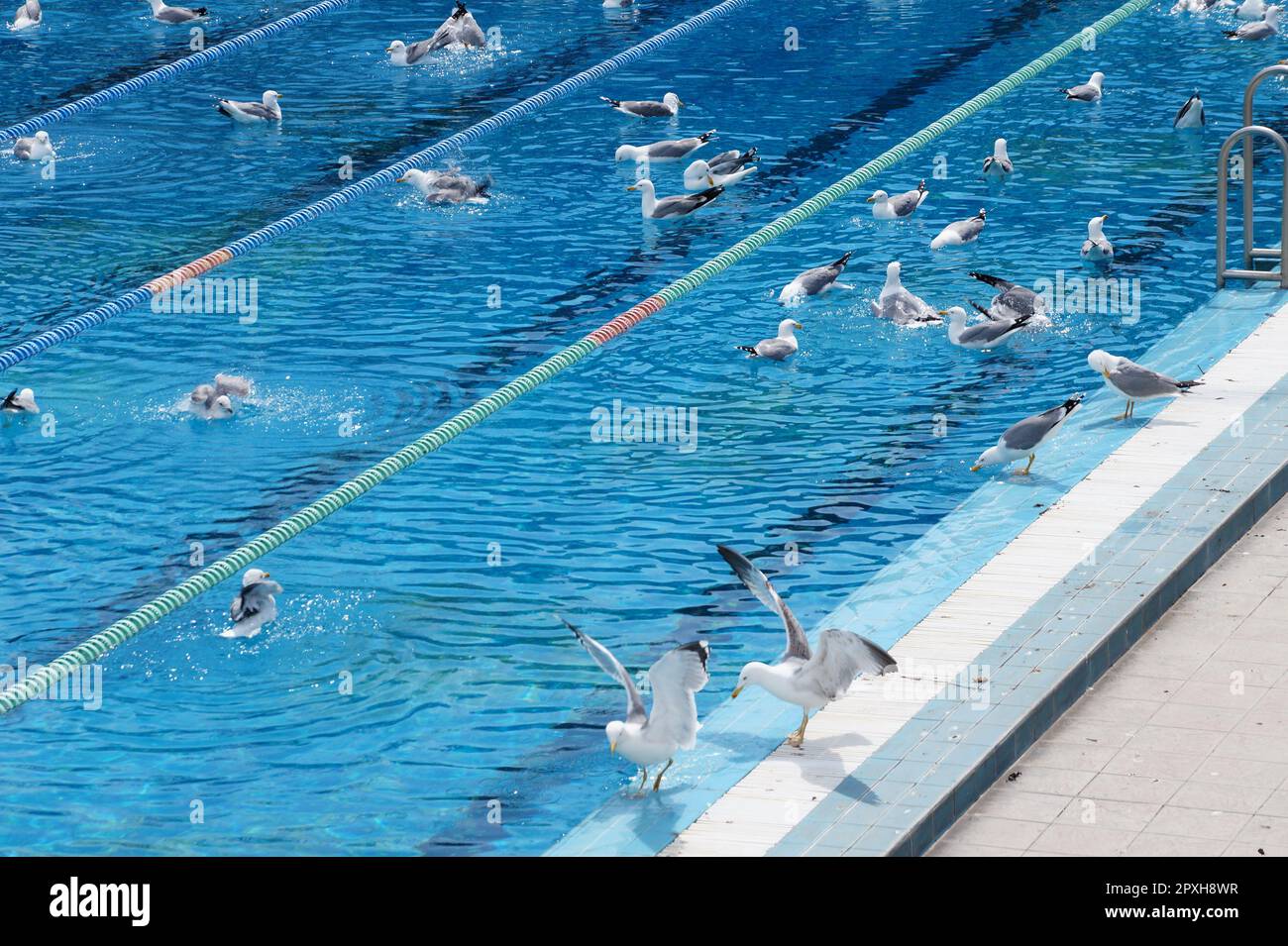 Bathe close up hi-res stock photography and images - Alamy