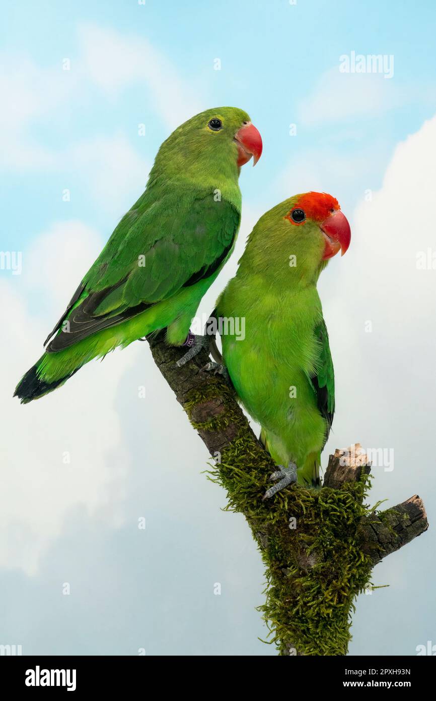 Abyssinian lovebird agapornis taranta hi-res stock photography and ...