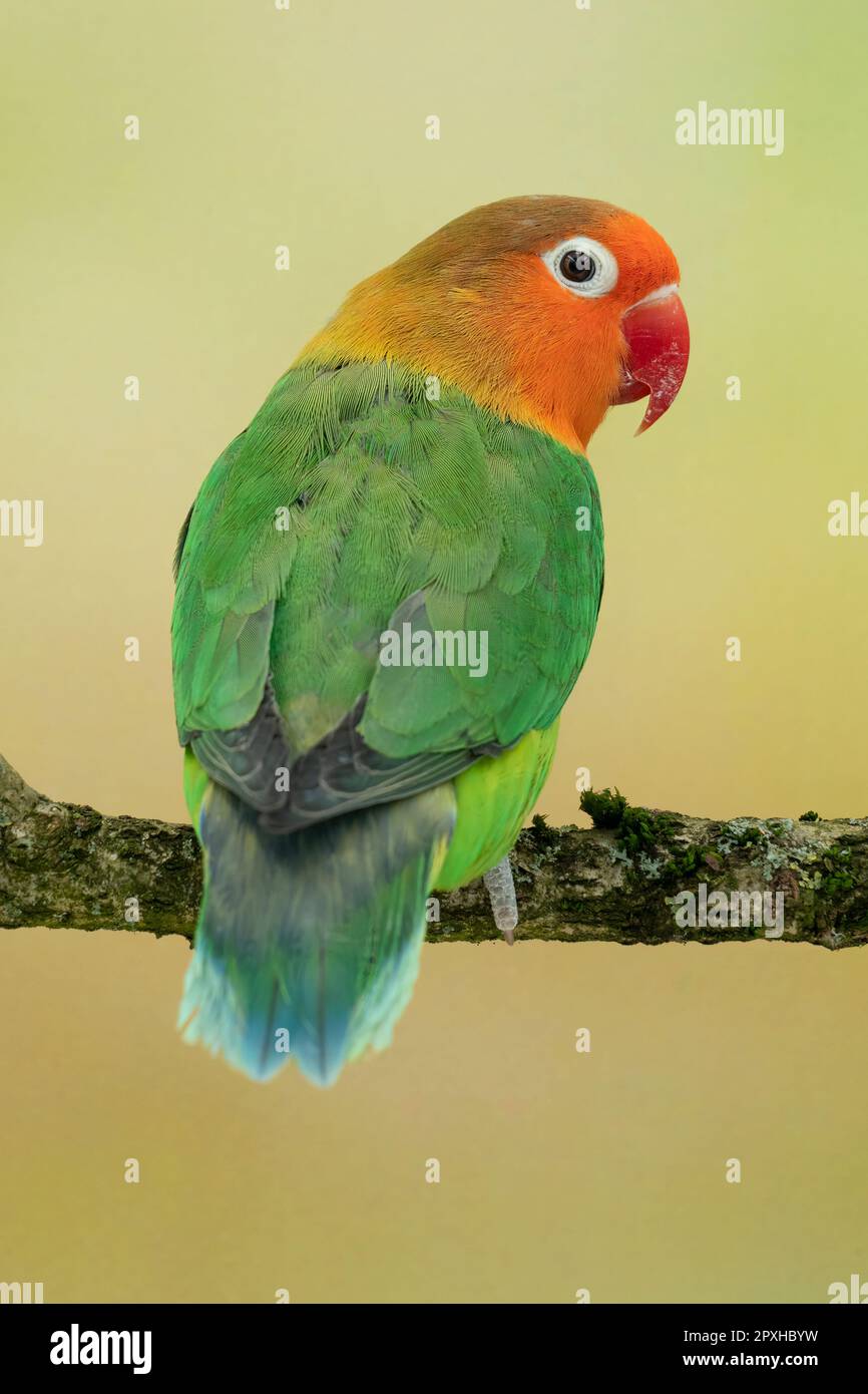 Fischer's lovebird hi-res stock photography and images - Alamy