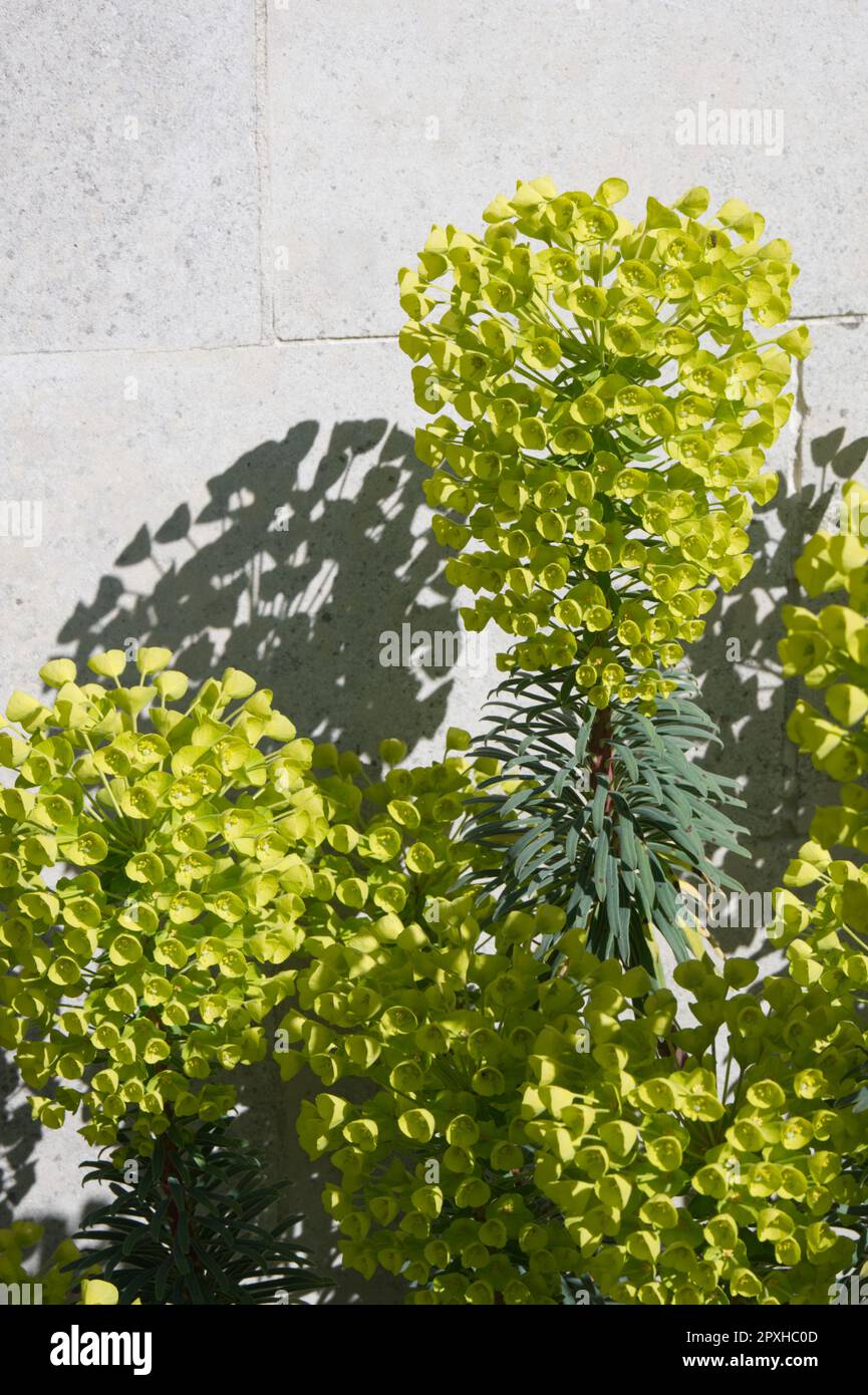 Bright, acid yellow spring flowers of Mediterranean spurge, Euphorbia ...