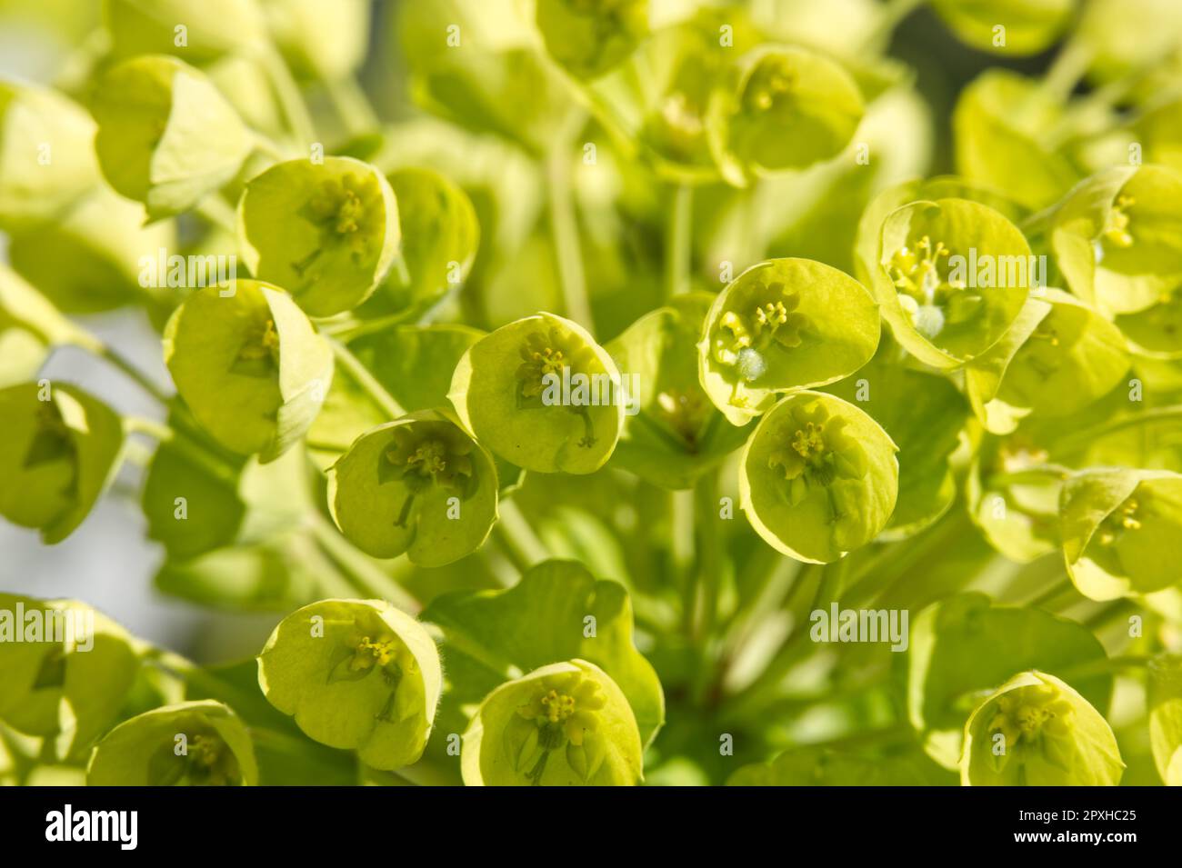 Bright, acid yellow spring flowers of Mediterranean spurge, Euphorbia ...