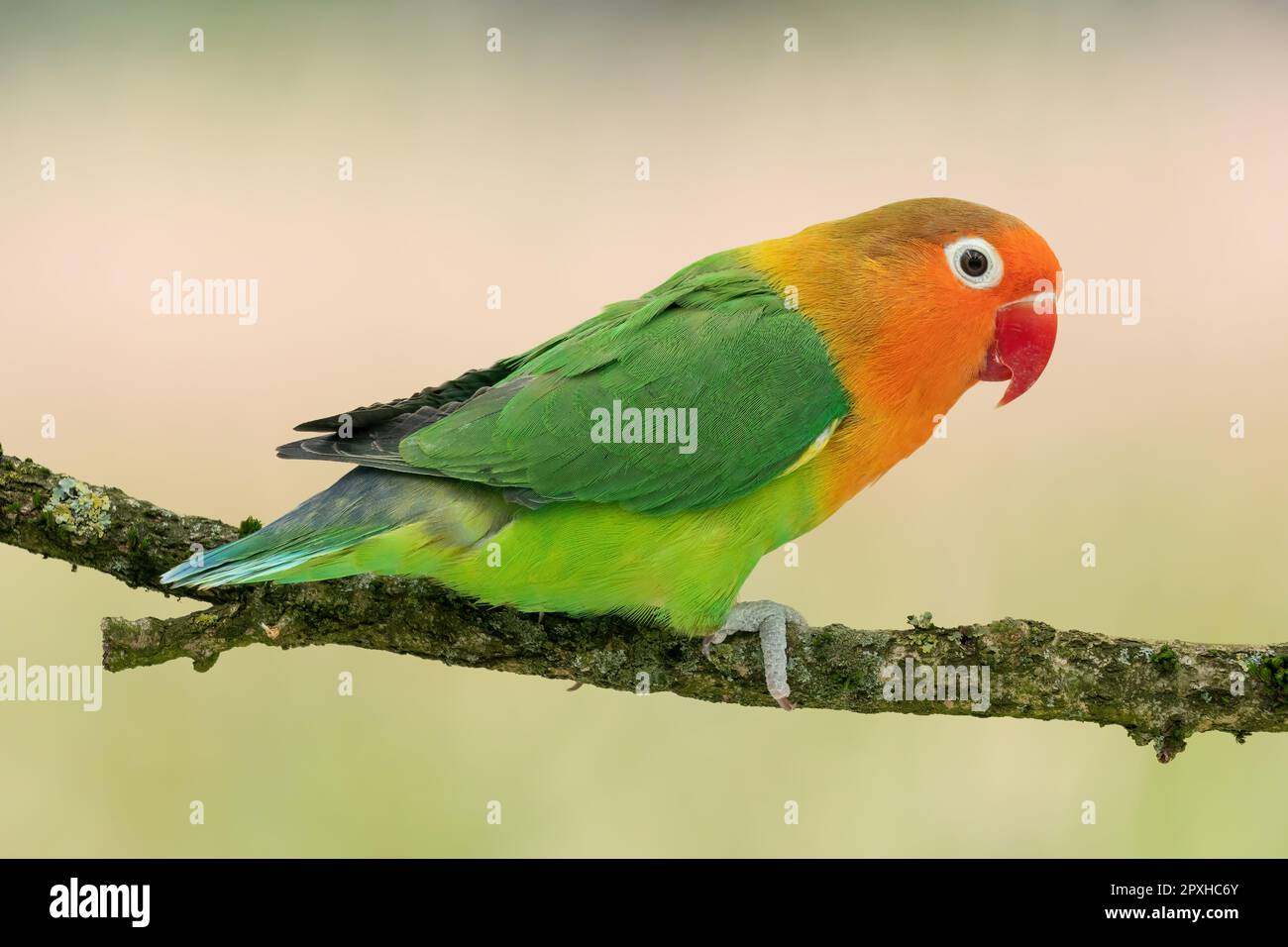Fischer's lovebird hi-res stock photography and images - Alamy