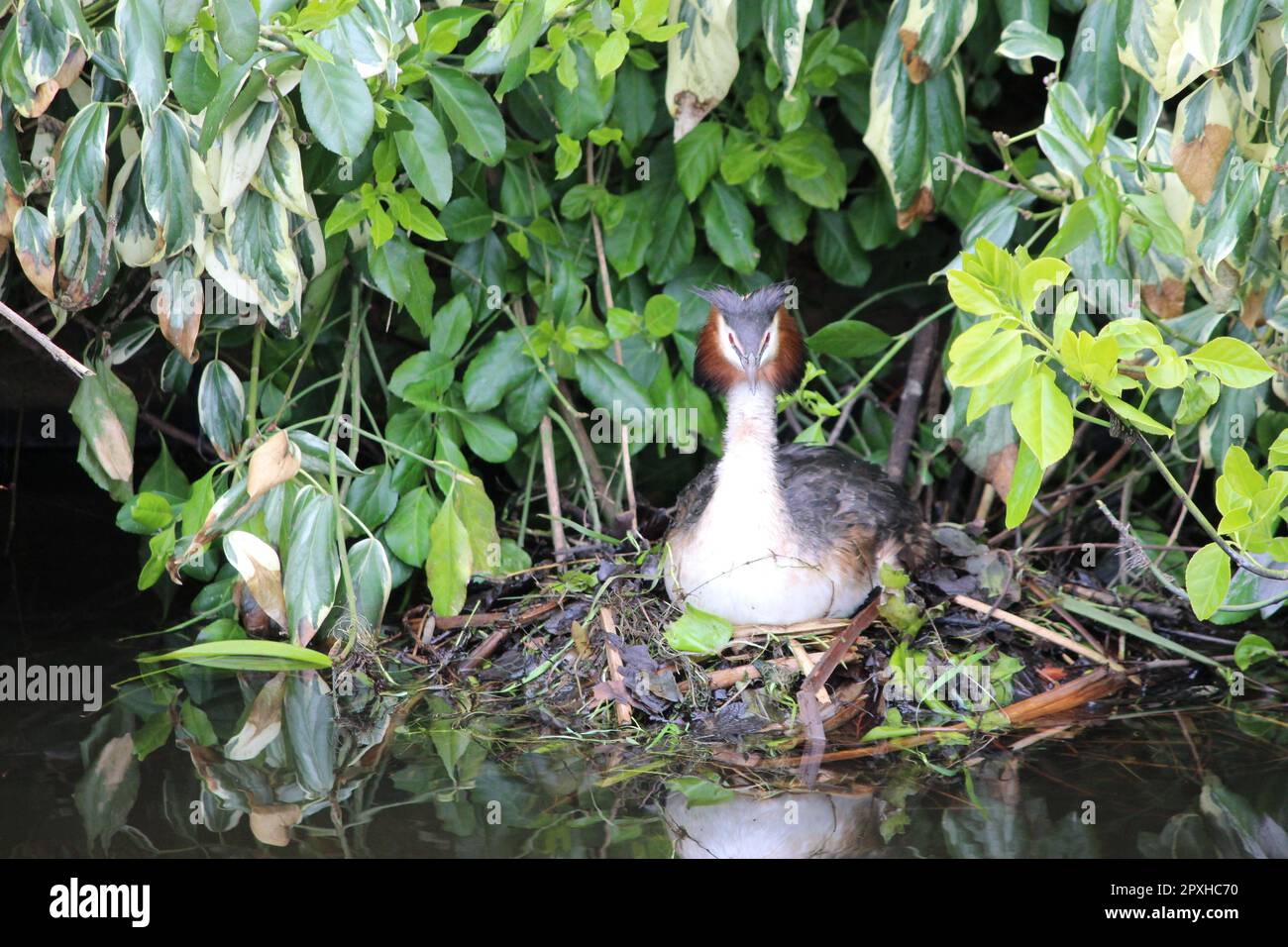 Crebe hi-res stock photography and images - Alamy