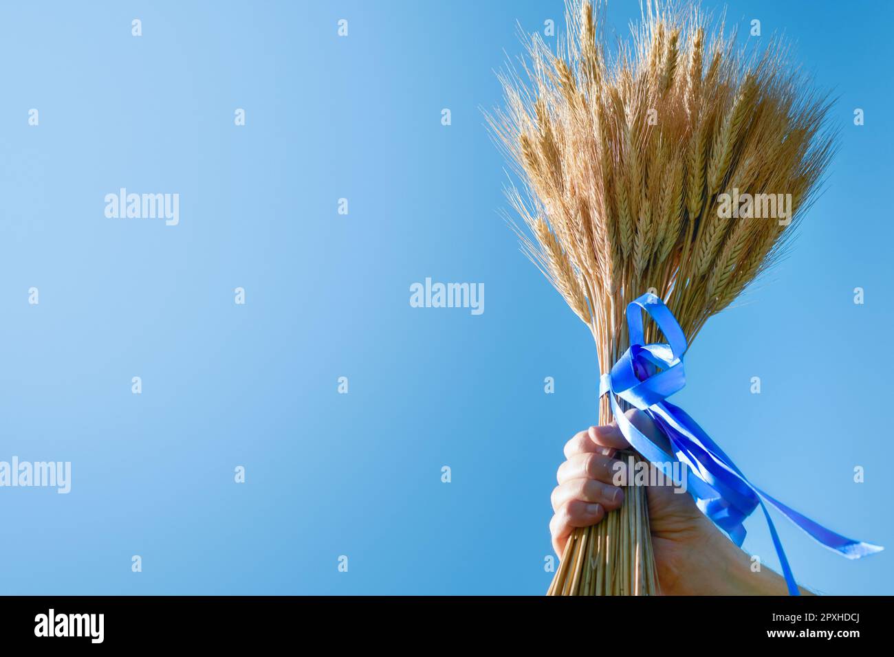 Shavuot jewish holiday celebration. Ripe bouquet of wheat with blue ...